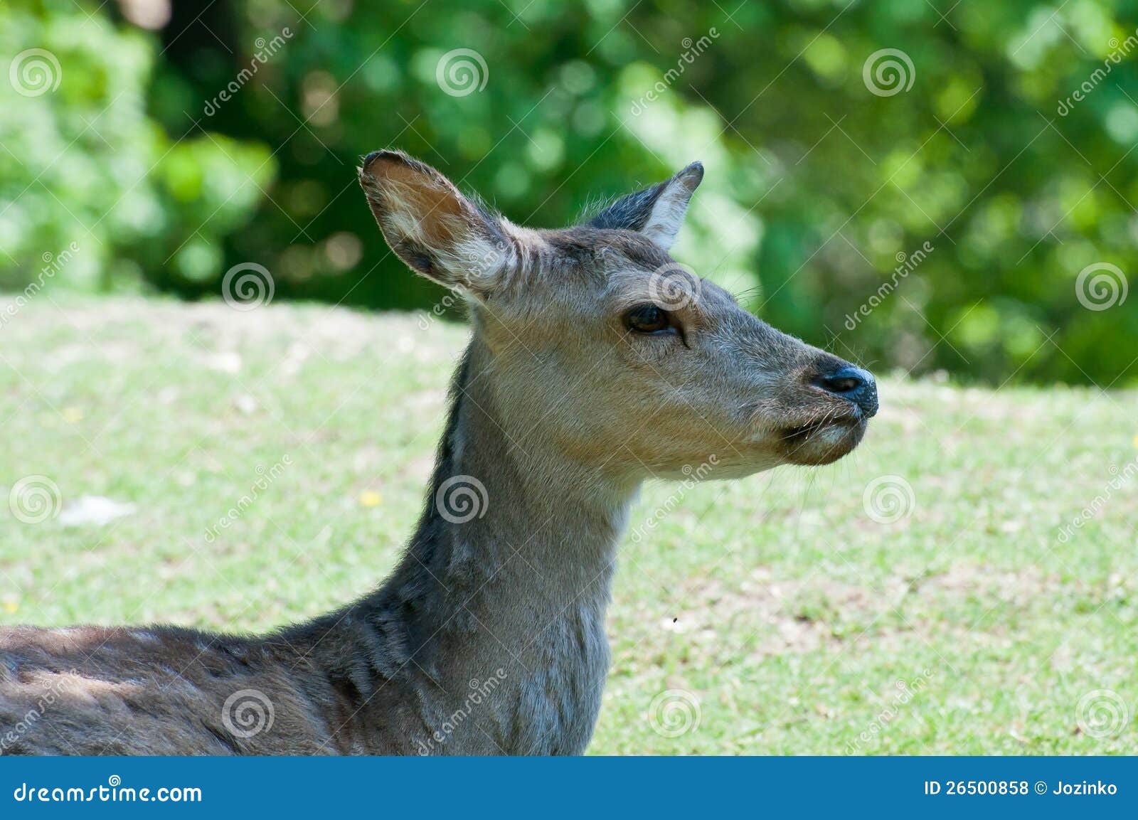 Female roe deer stock photo. Image of profile, nature - 26500858