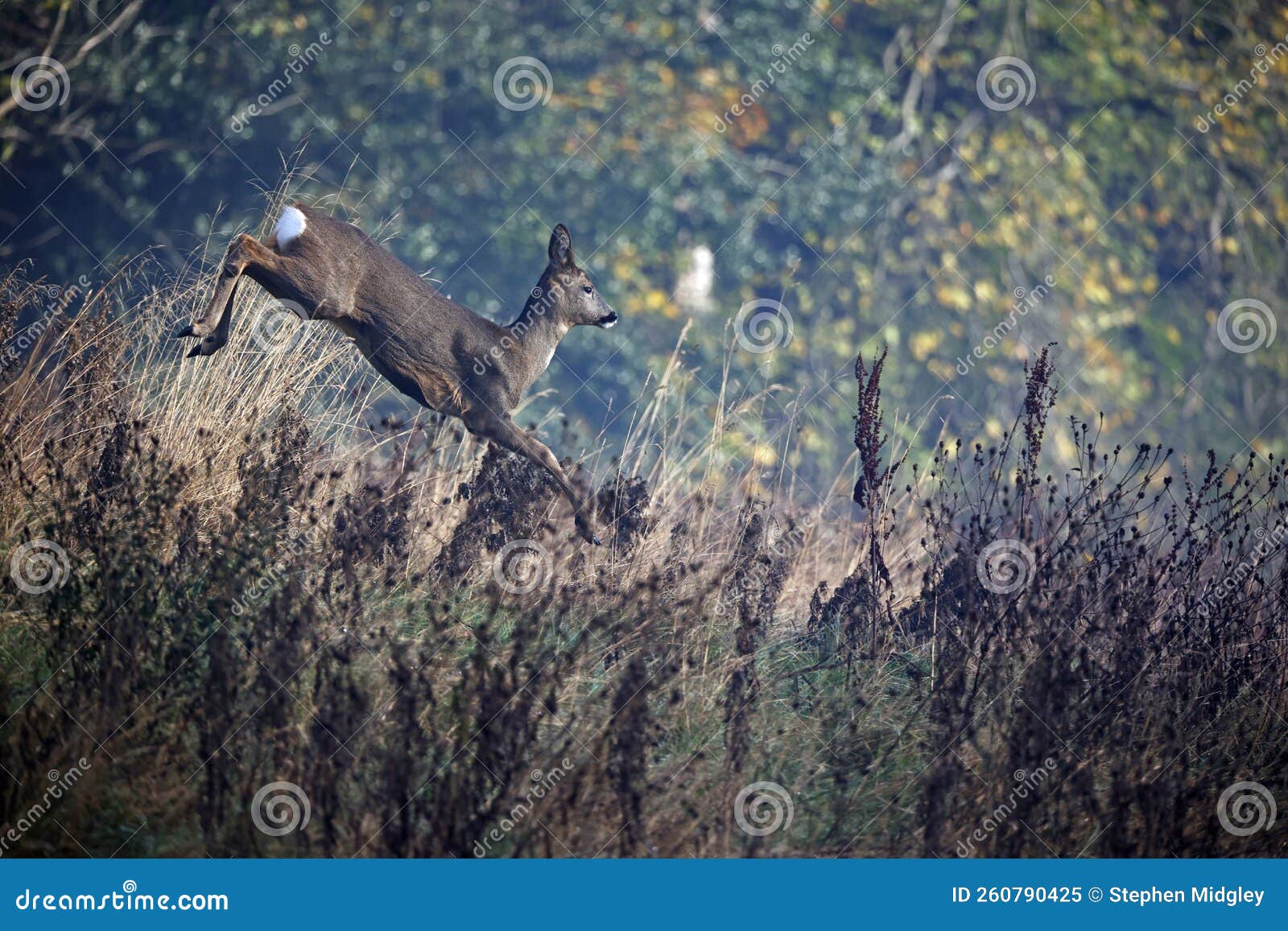 Female Roe Deer Down in the Meadow Stock Image - Image of feeding, food ...