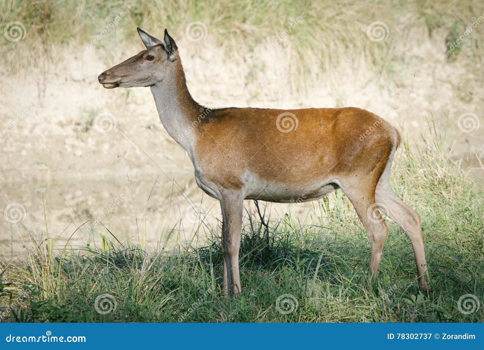 Female roe deer in a field stock image. Image of grass - 78302737