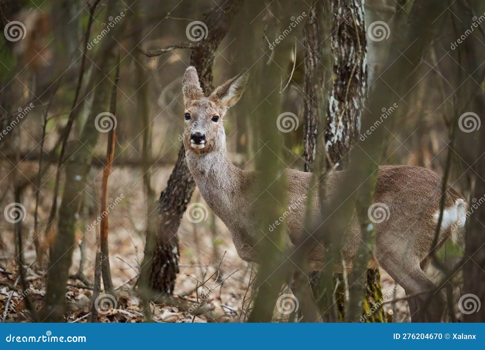 Female Roe Deer Hiding in the Forest Stock Photo - Image of changing ...