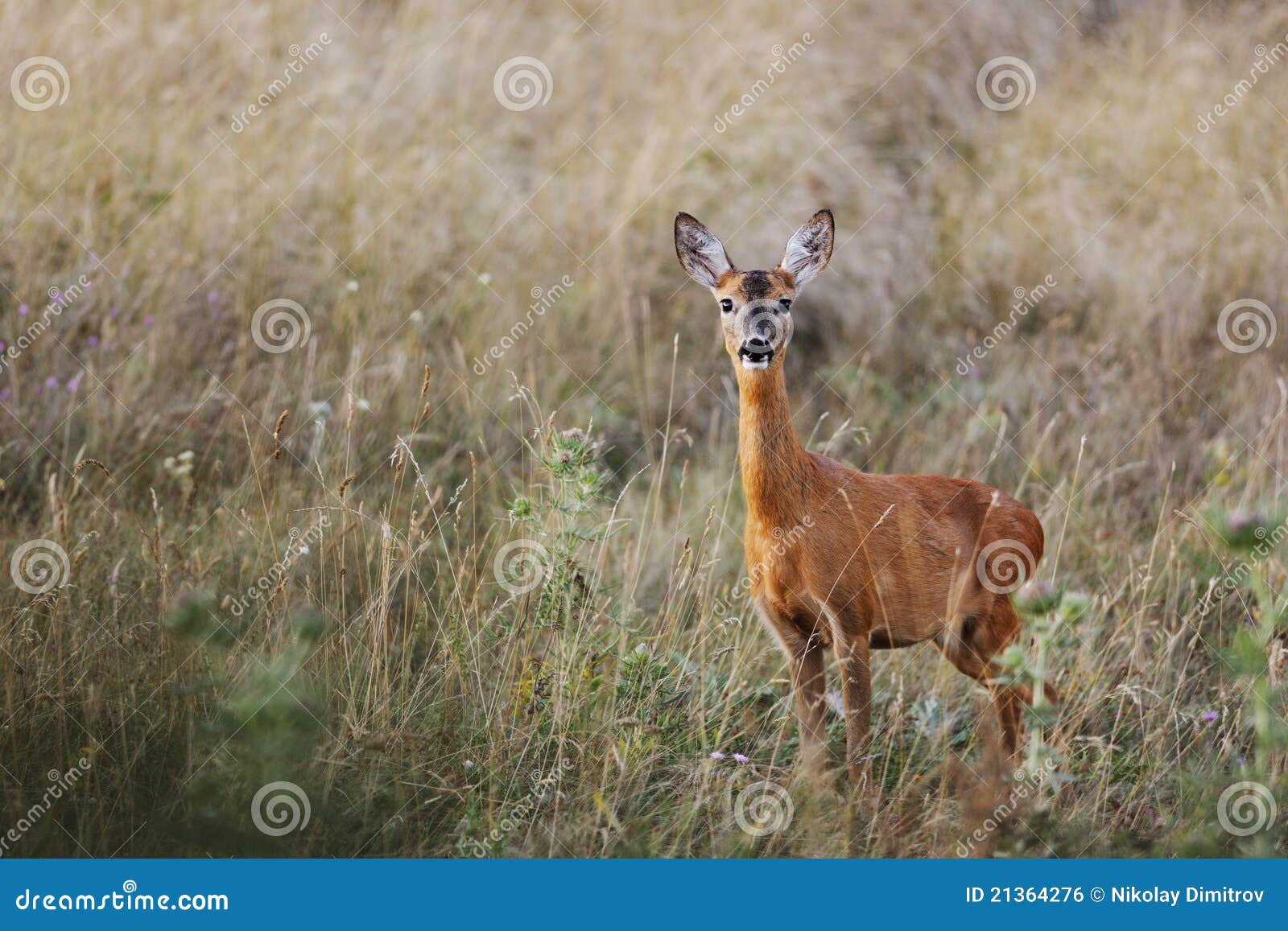 Female Roe-deer in Late Summer Color Stock Photo - Image of mammal ...