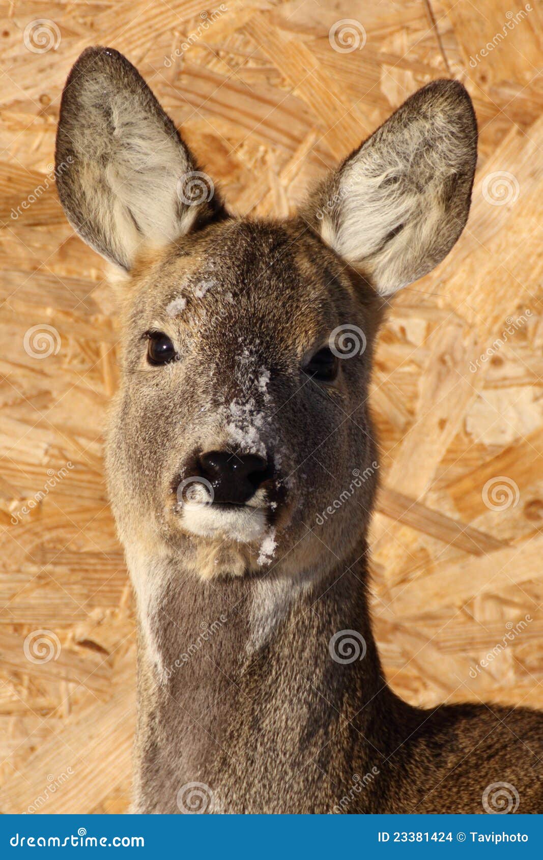 Female Roe Deer In A Park Stock Images - Image: 23381424