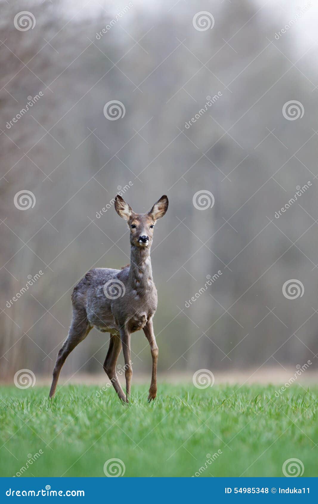 Female roe deer stock photo. Image of animal, mammal - 54985348