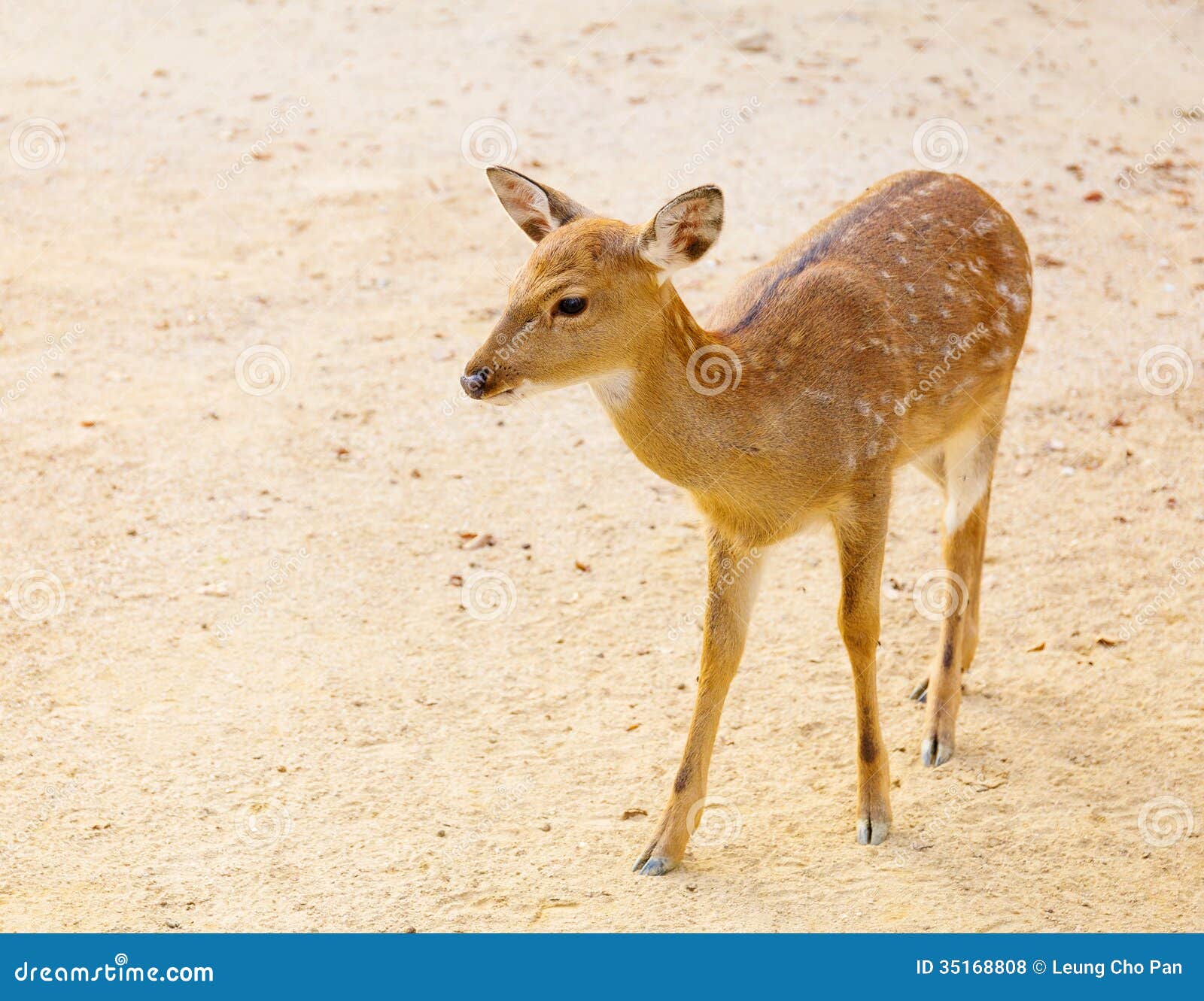Female roe deer stock photo. Image of fallow, bambi, horns - 35168808