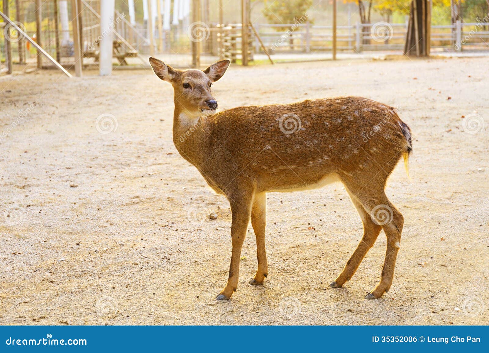 Female roe deer stock photo. Image of sand, female, deer - 35352006