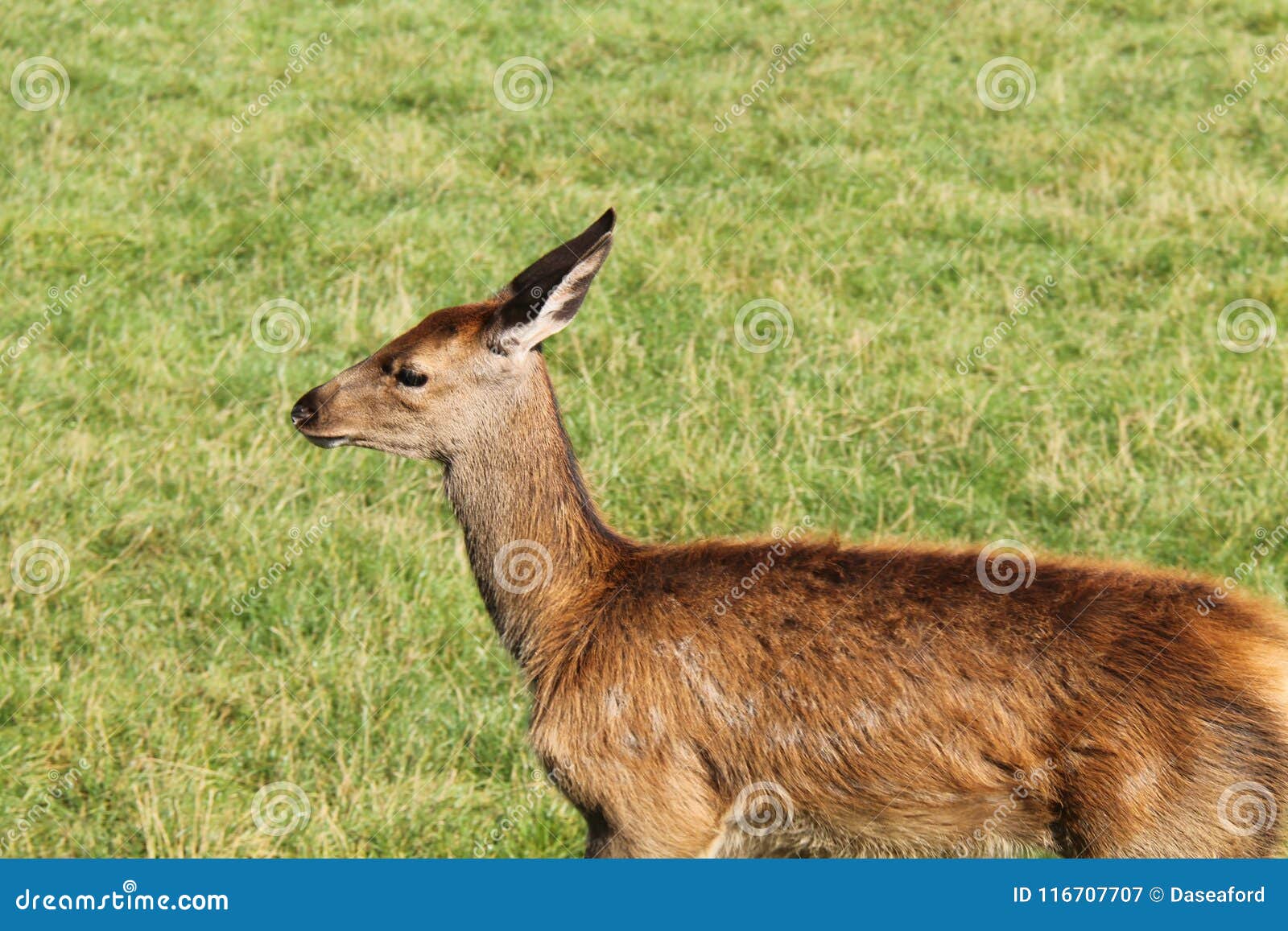 Female Roe Red Deer. stock image. Image of meadow, female - 116707707