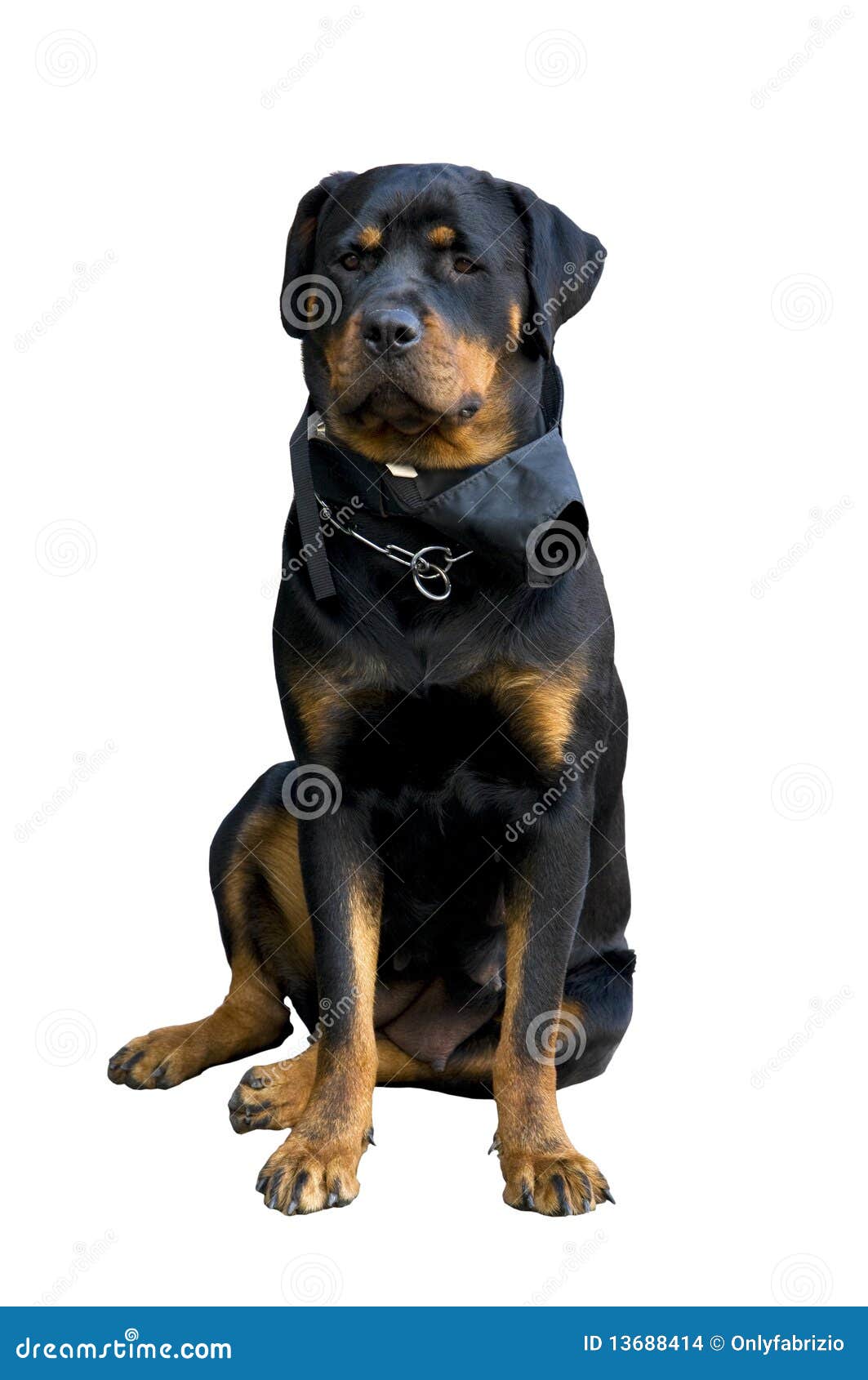 Female Rottweiler Dog