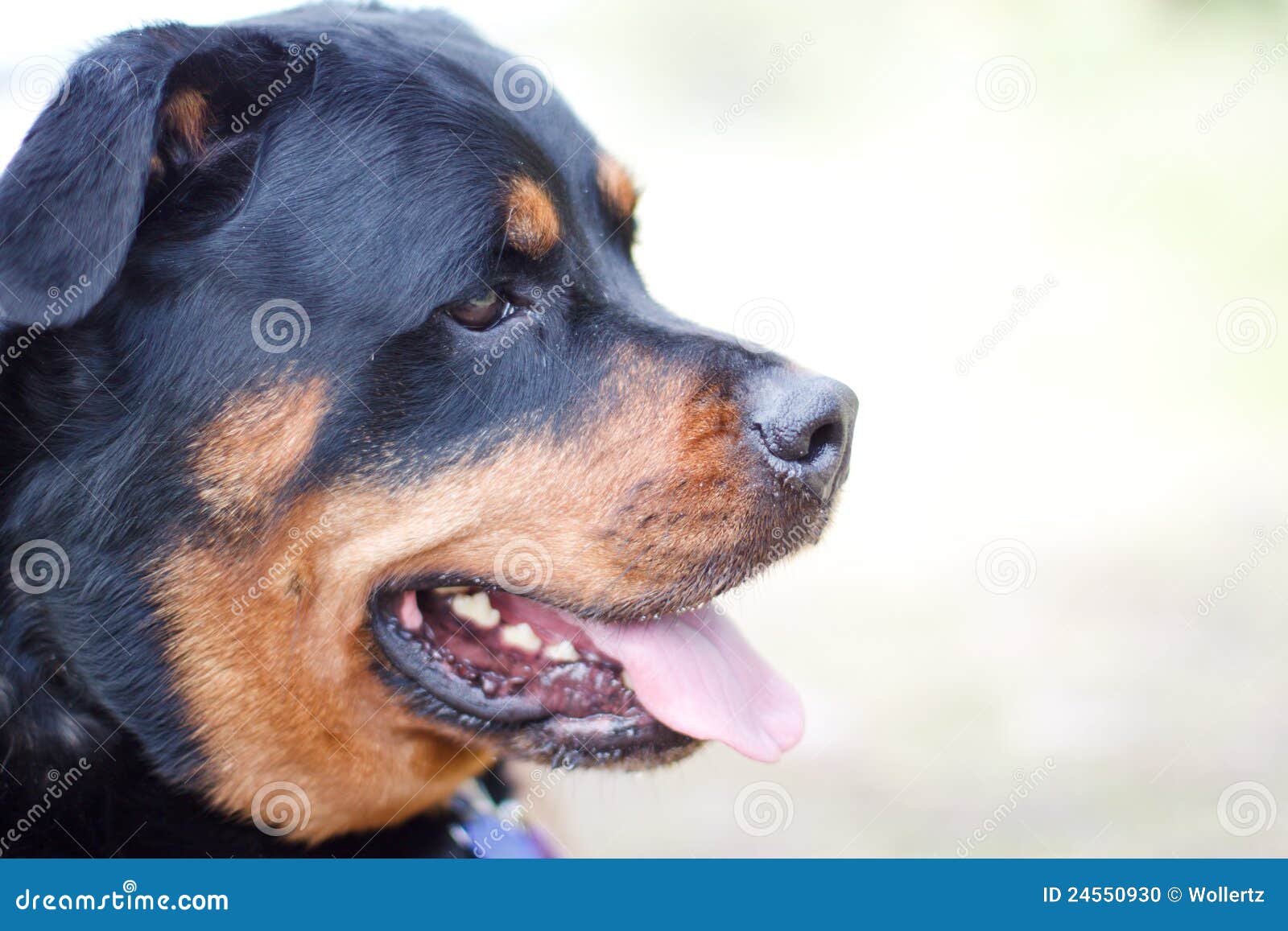 Female Rottweiler stock photo. Image of profile, background - 24550930