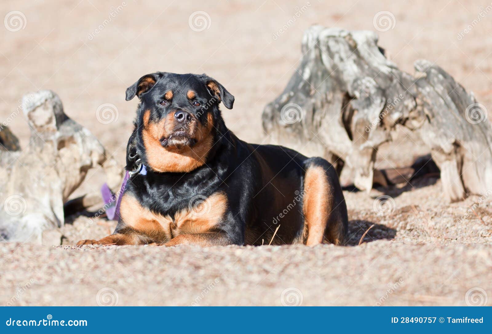 Female Rottweiler stock image. Image of portrait, tree - 28490757