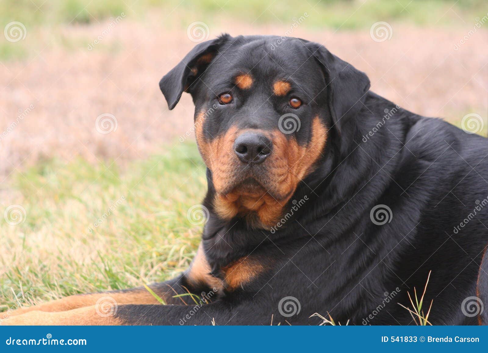 Female Rottweiler stock image. Image of dogs, rottweilers - 541833