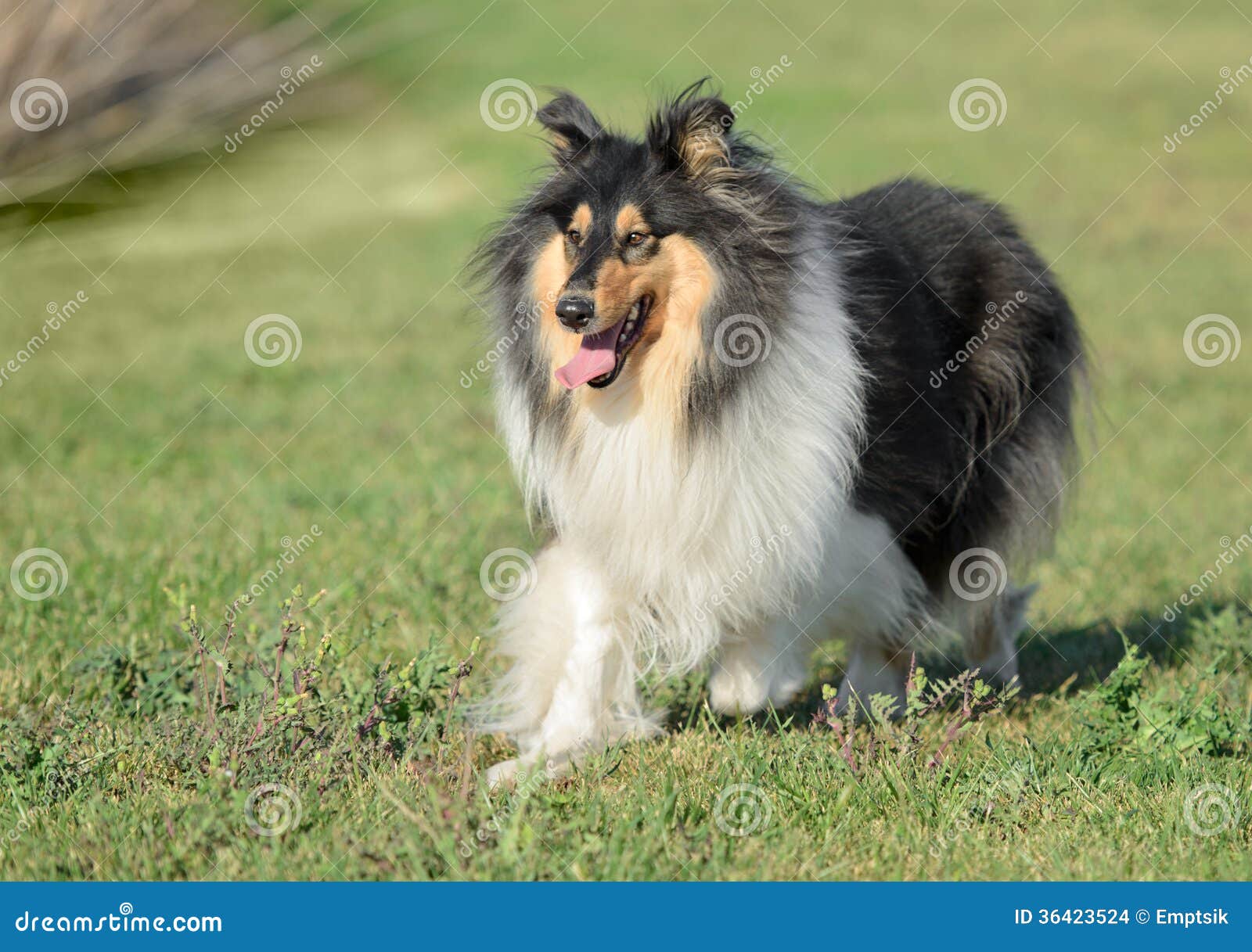 Female Rough Collie Dog stock photo. Image of canine - 36423524