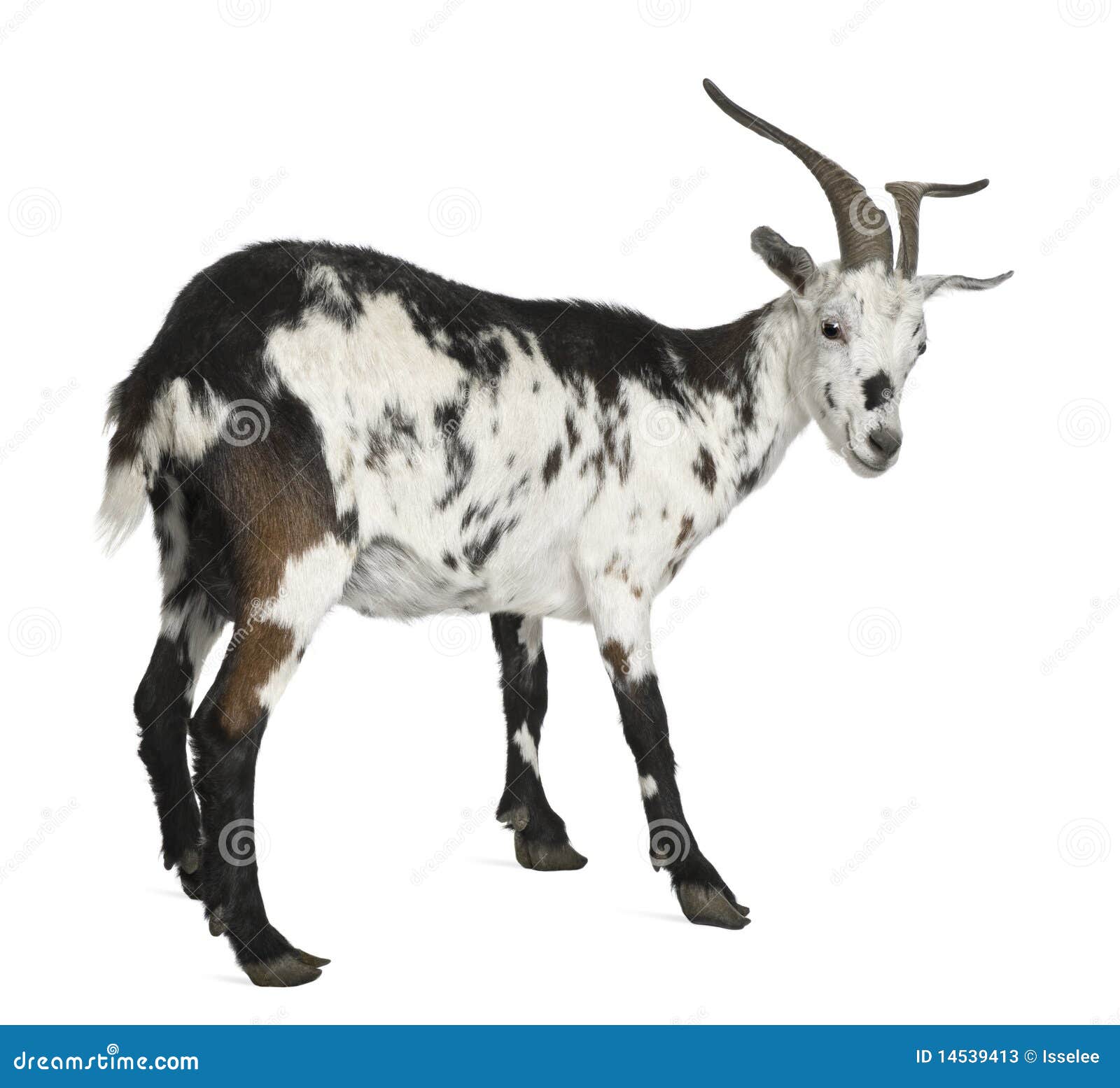 Female Rove Goat, 3 Years Old Stock Image - Image of copy, capra: 14539413