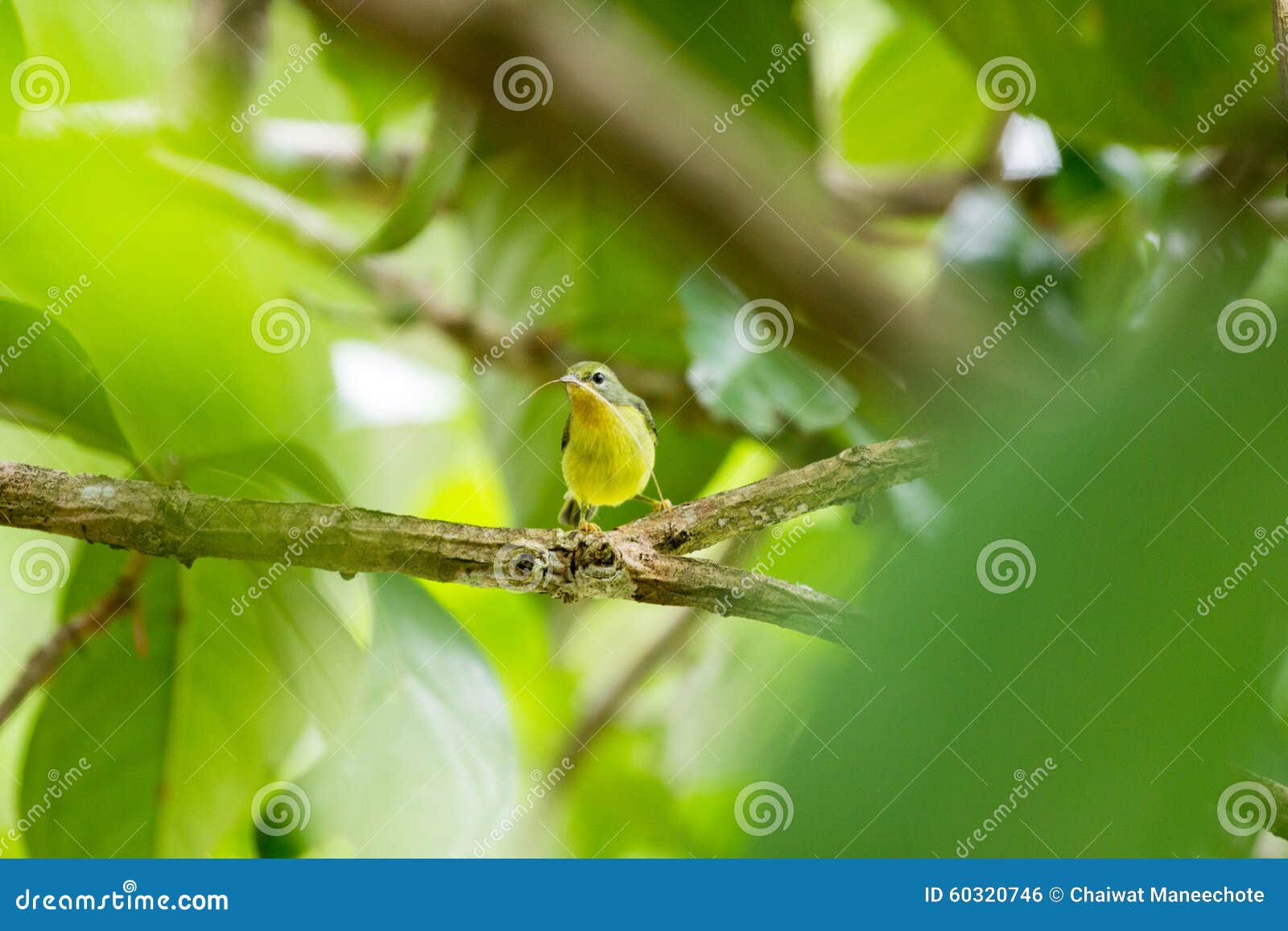 The Female Ruby Cheeked Sunbird Stock Photo - Image of isolated, grass ...