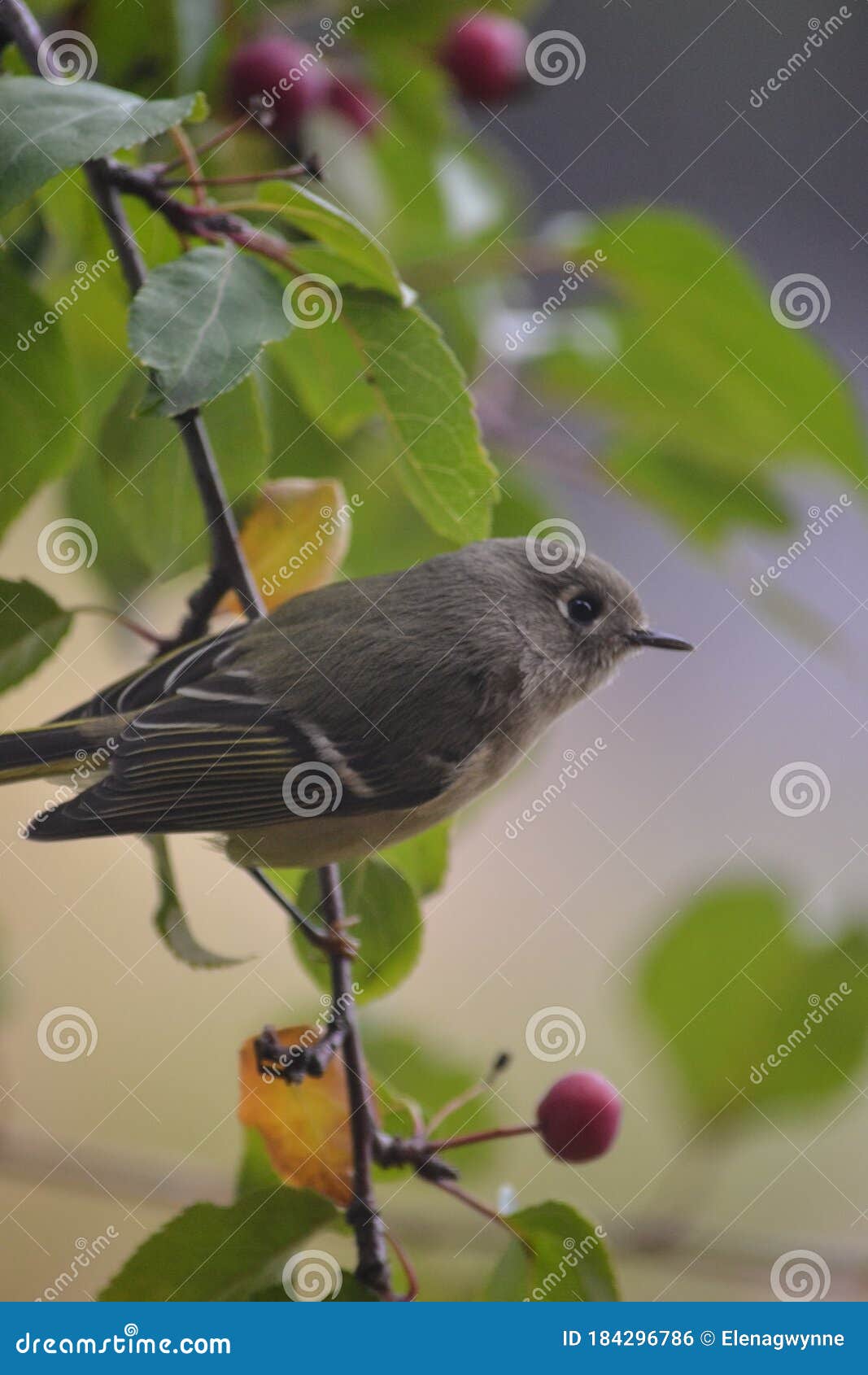 Female Ruby Crowned Kinglet Stock Photo - Image of regulus, calendula ...