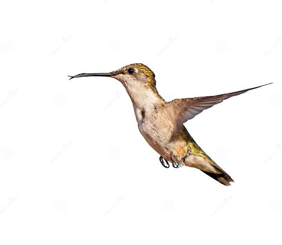 Female Ruby Throated Hummingbird Stock Photo - Image of accident ...