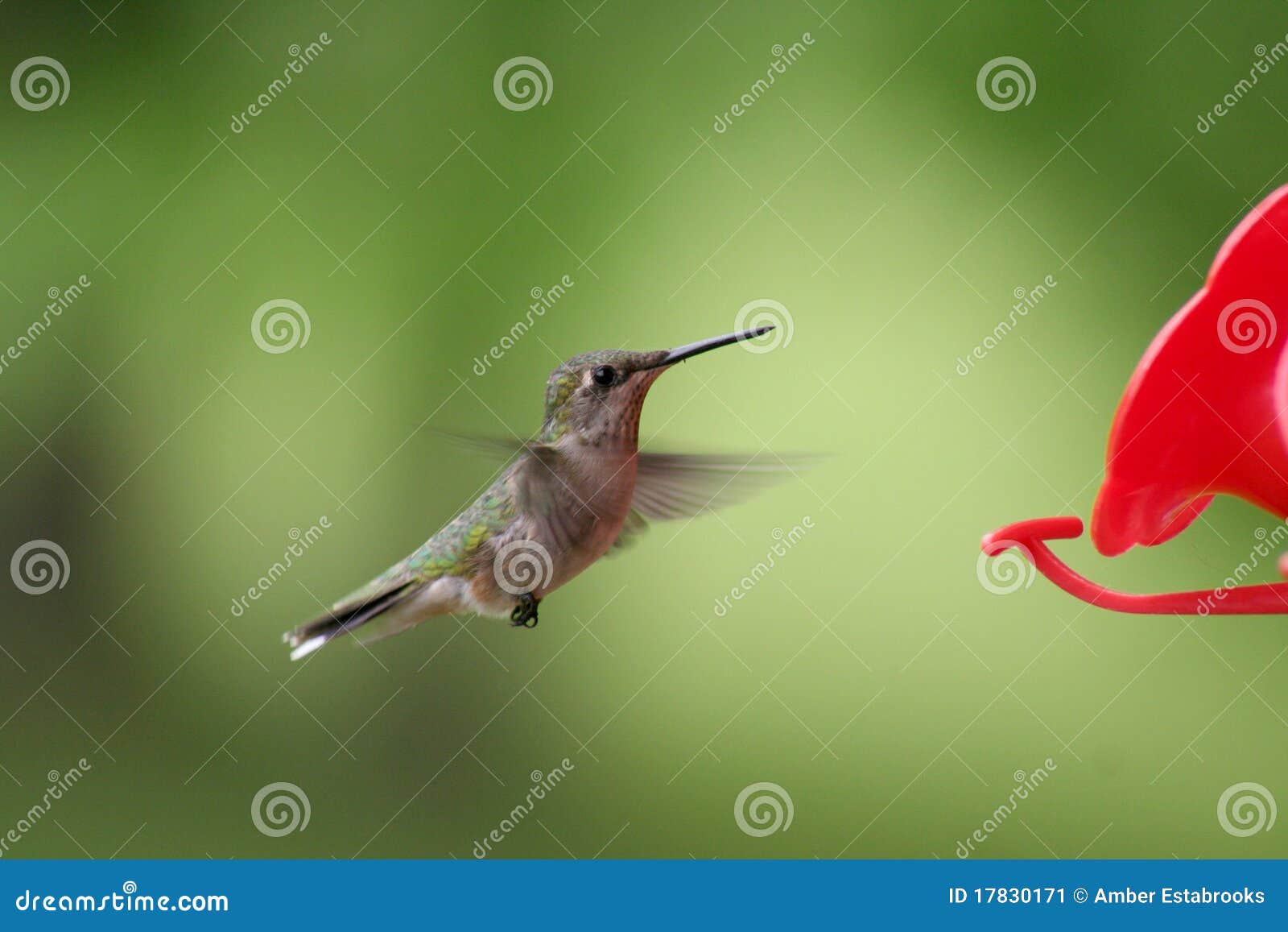Female Ruby-throated Hummingbird in Flight Stock Image - Image of ...
