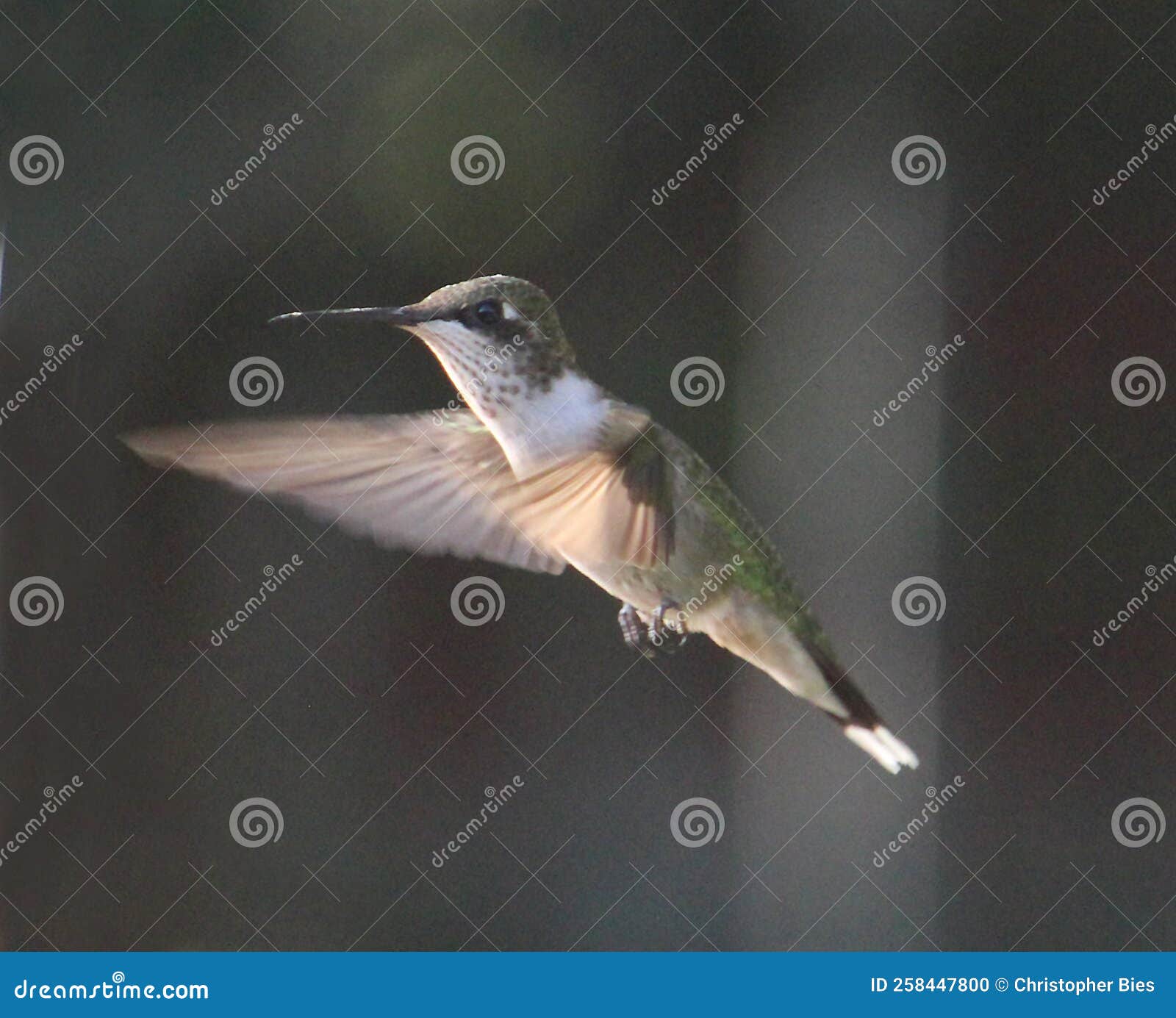 Female Ruby Throated Hummingbird Hovering in the Air Stock Photo ...