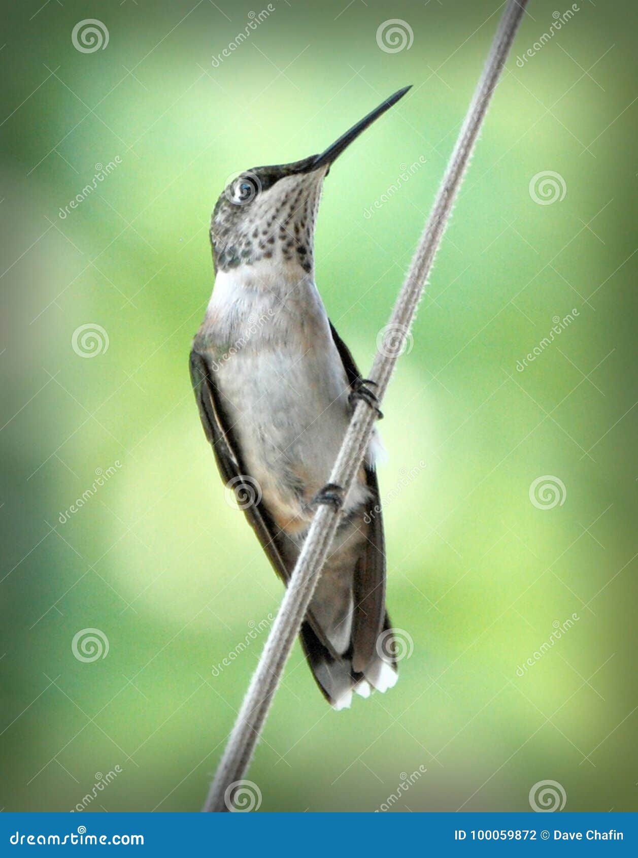 Female Ruby Throated Hummingbird Stock Photo - Image of ruby, female ...