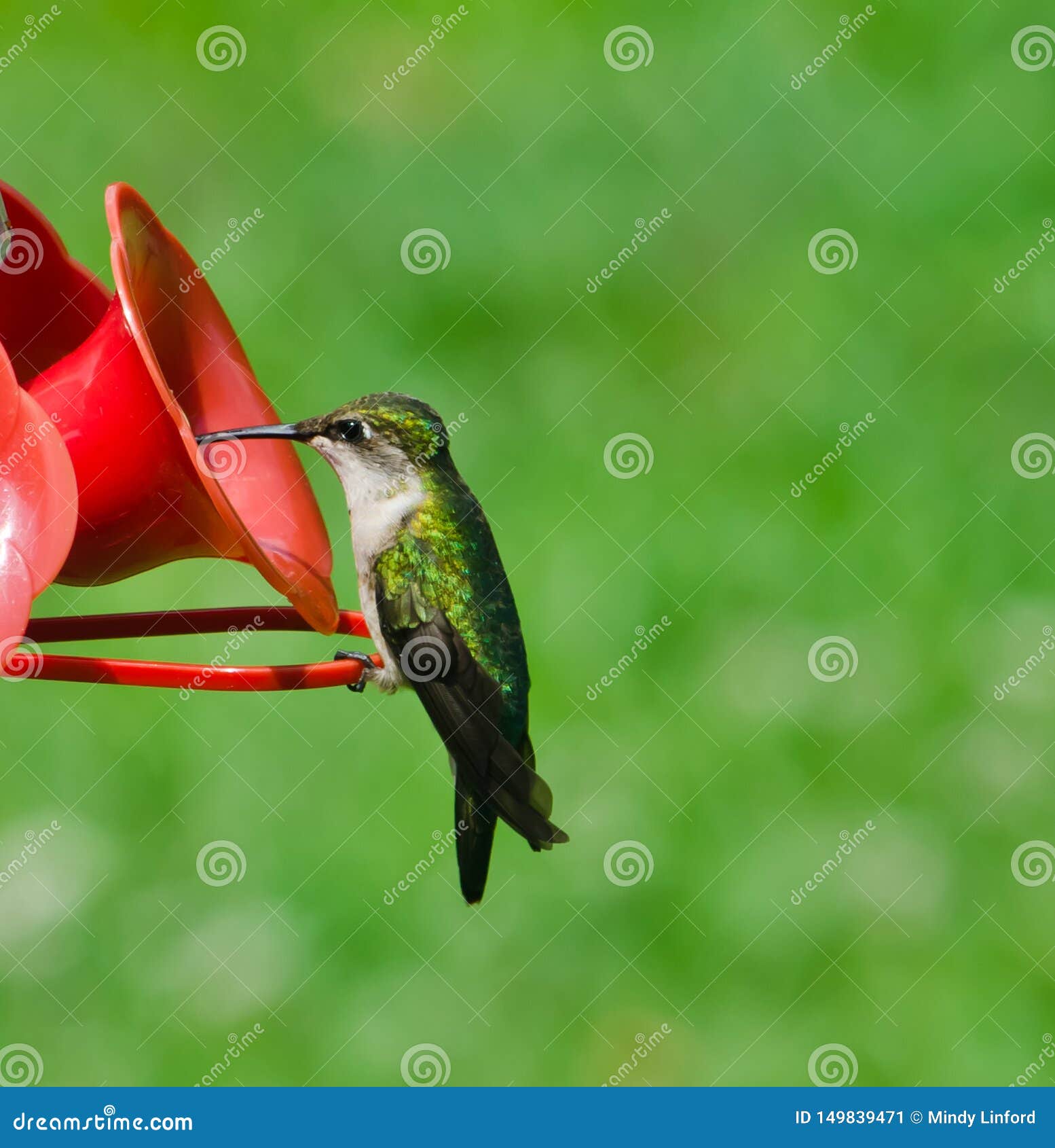 Female Ruby Throated Hummingbird Stock Image - Image of avian, ruby ...