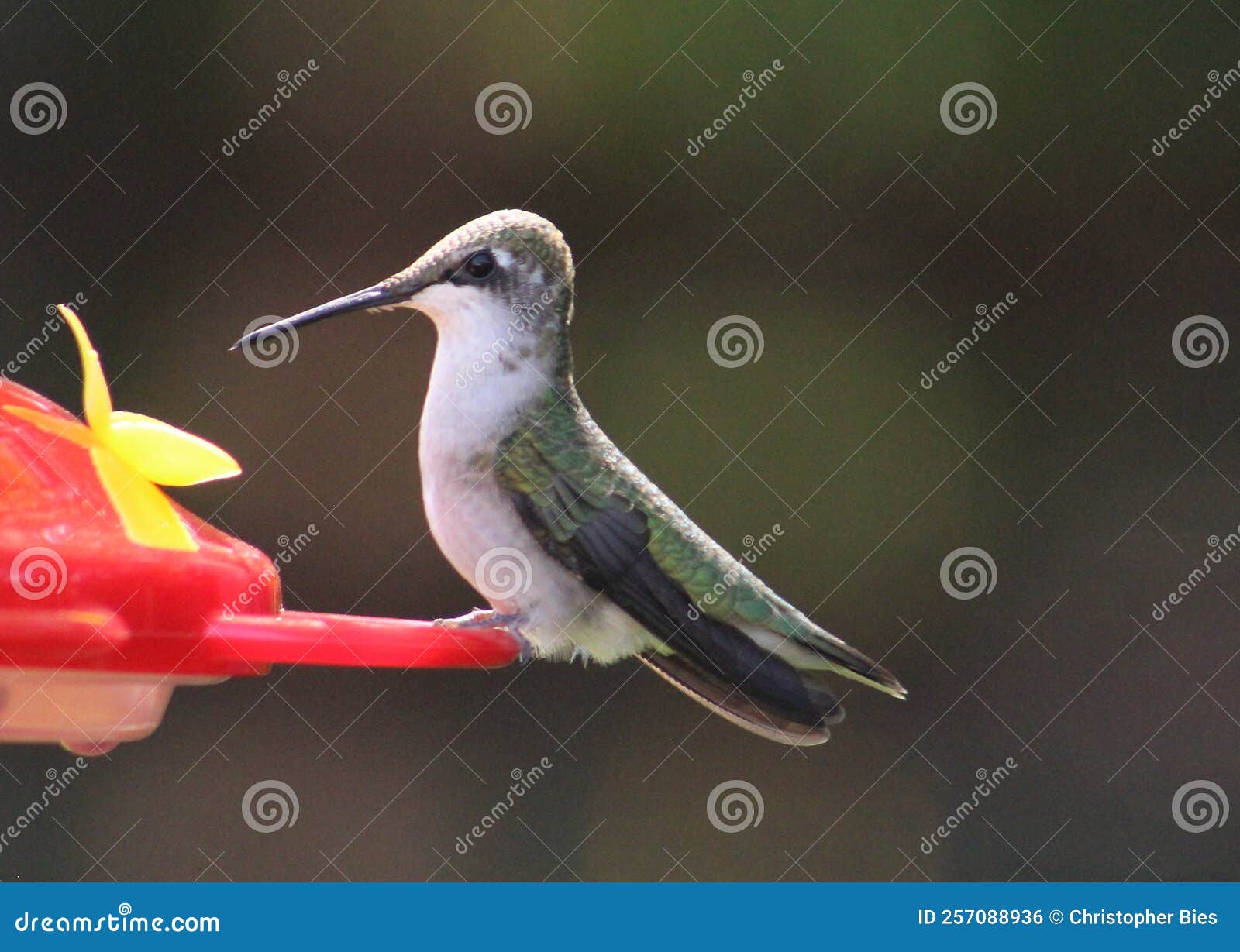 Female Ruby Throated Hummingbird Side View Stock Photo - Image of green ...