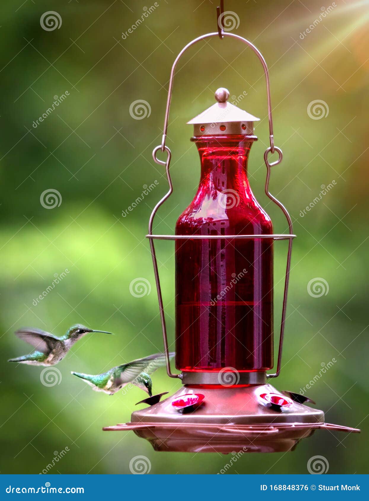 Female Ruby-throated Hummingbird Hovering Near Food Source With A Drip ...