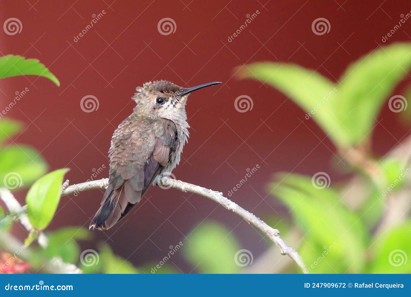 Female Ruby-topaz Hummingbird Chrysolampis Mosquitus Perched on a ...