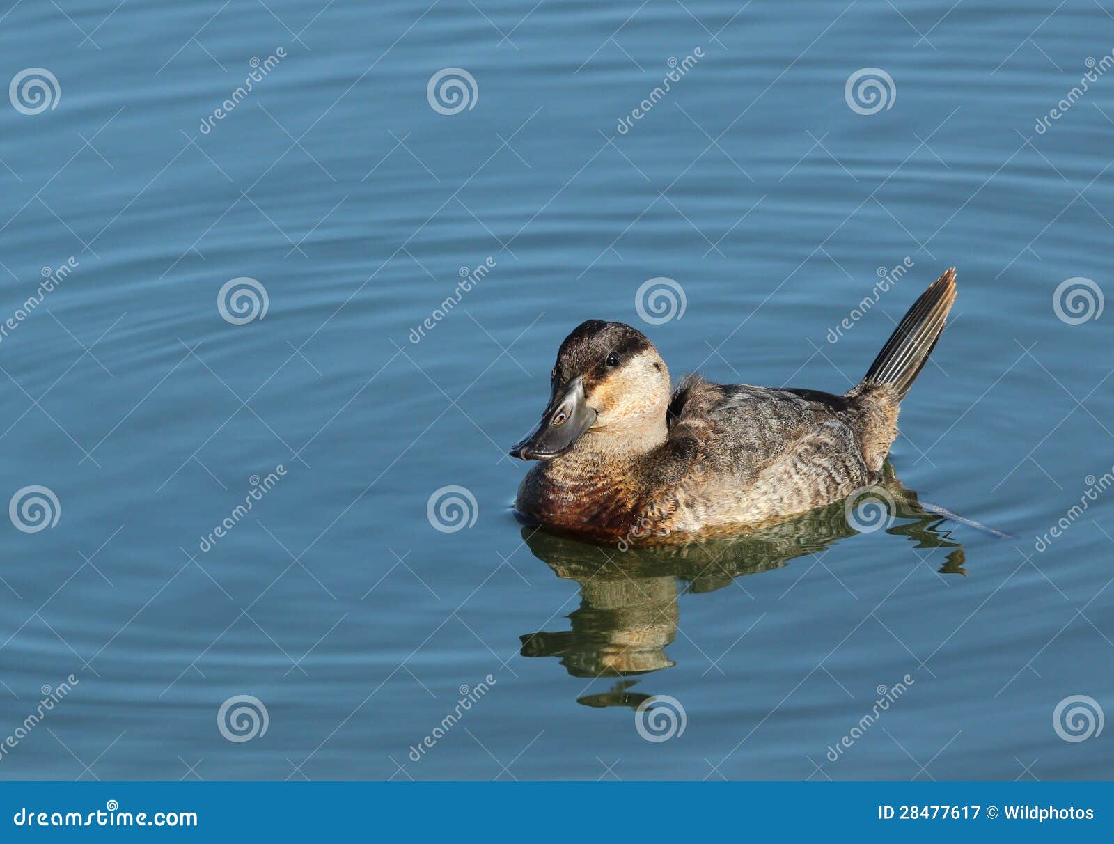 Ruddy Duck stock image. Image of dabbling, ruddy, brown - 28477617