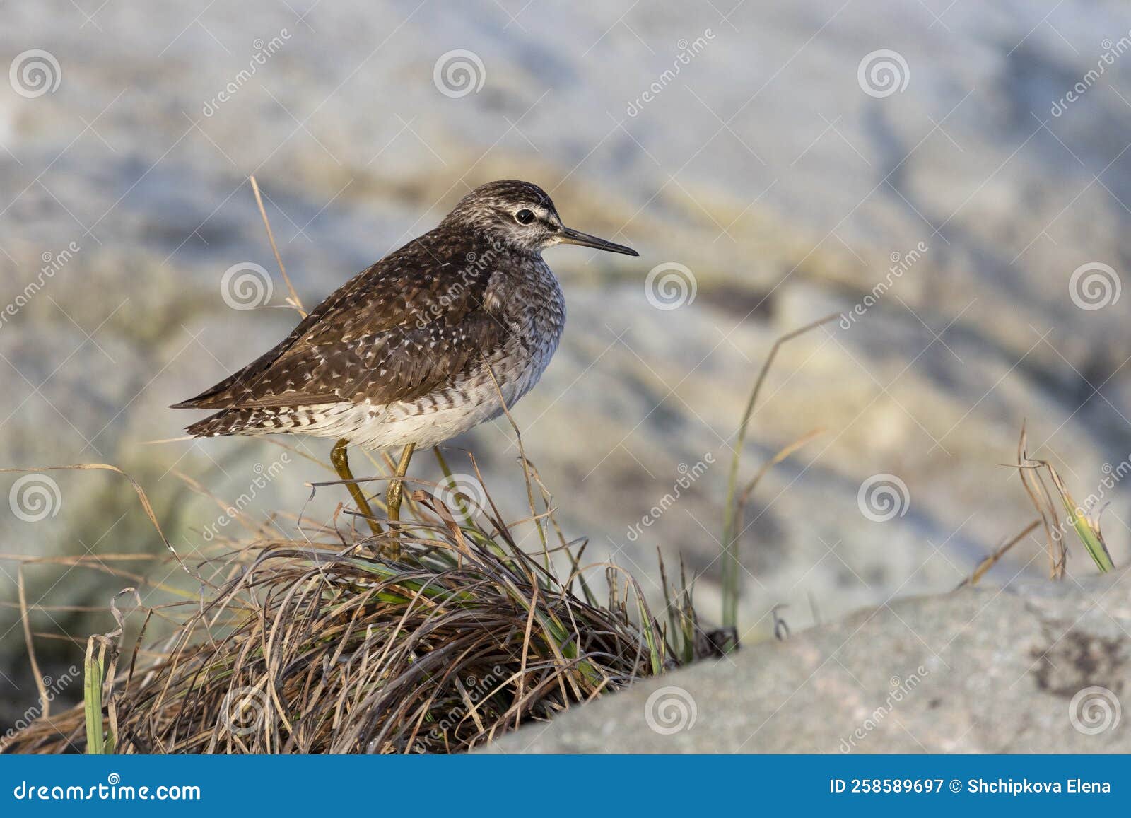 Female Ruff Bird Stands on the Shore of Lake Stock Image - Image of ...