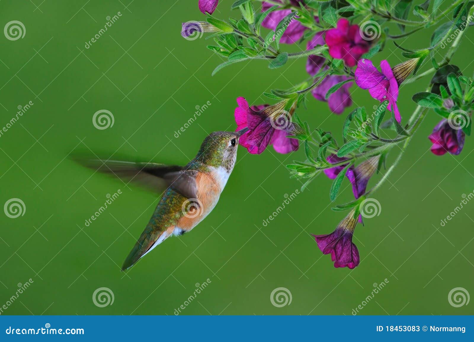 Female rufous Hummingbird stock image. Image of feeding - 18453083