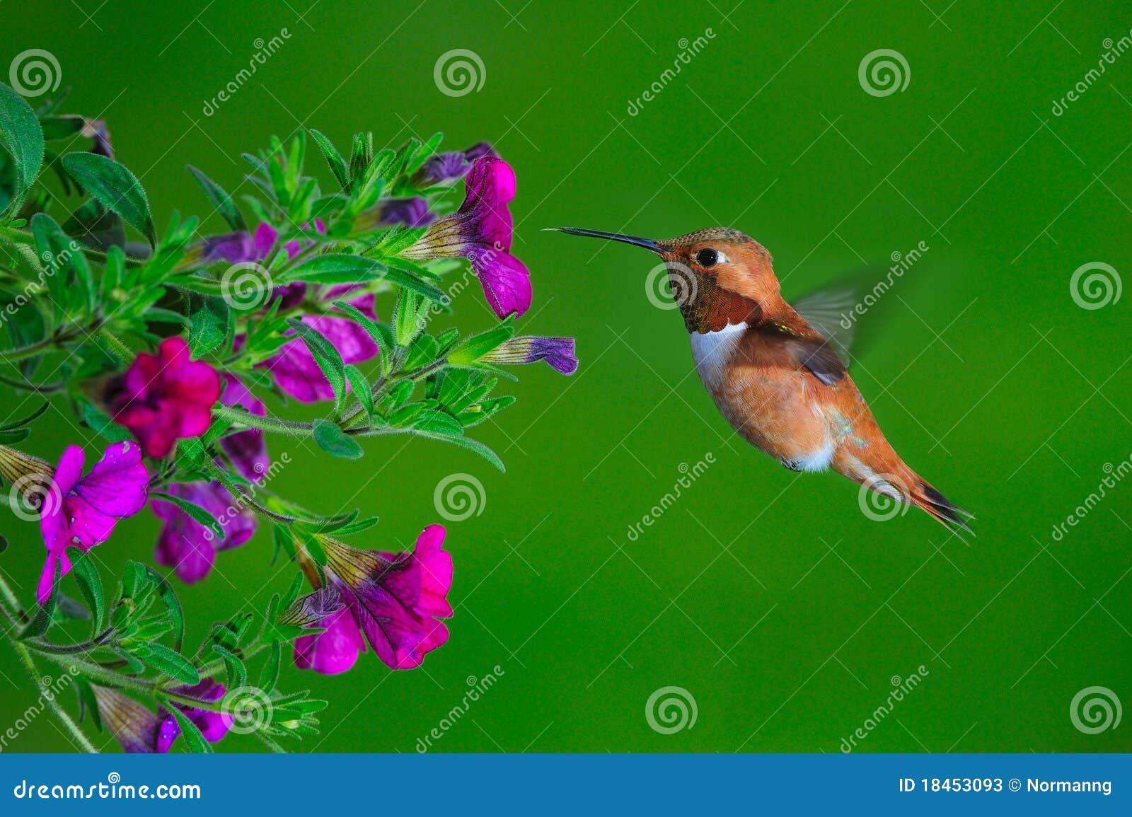 Female rufous Hummingbird stock image. Image of green - 18453093