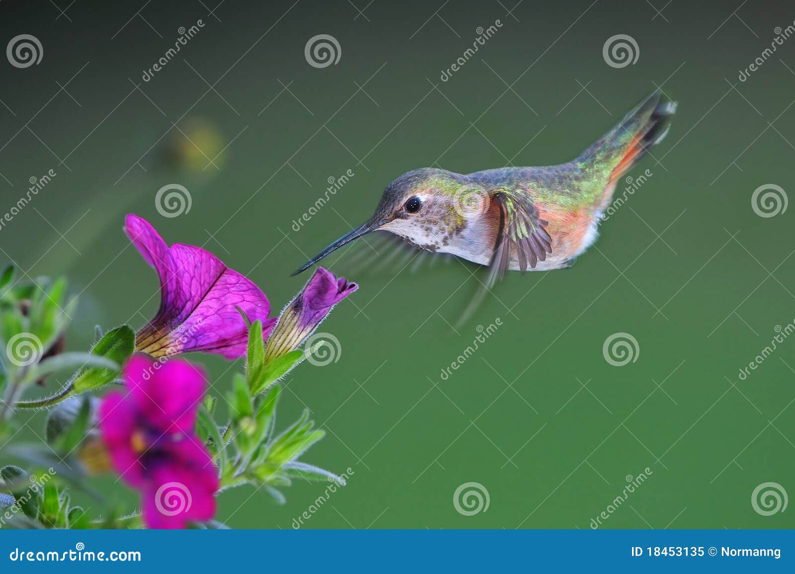 Female rufous Hummingbird stock image. Image of fauna - 18453135