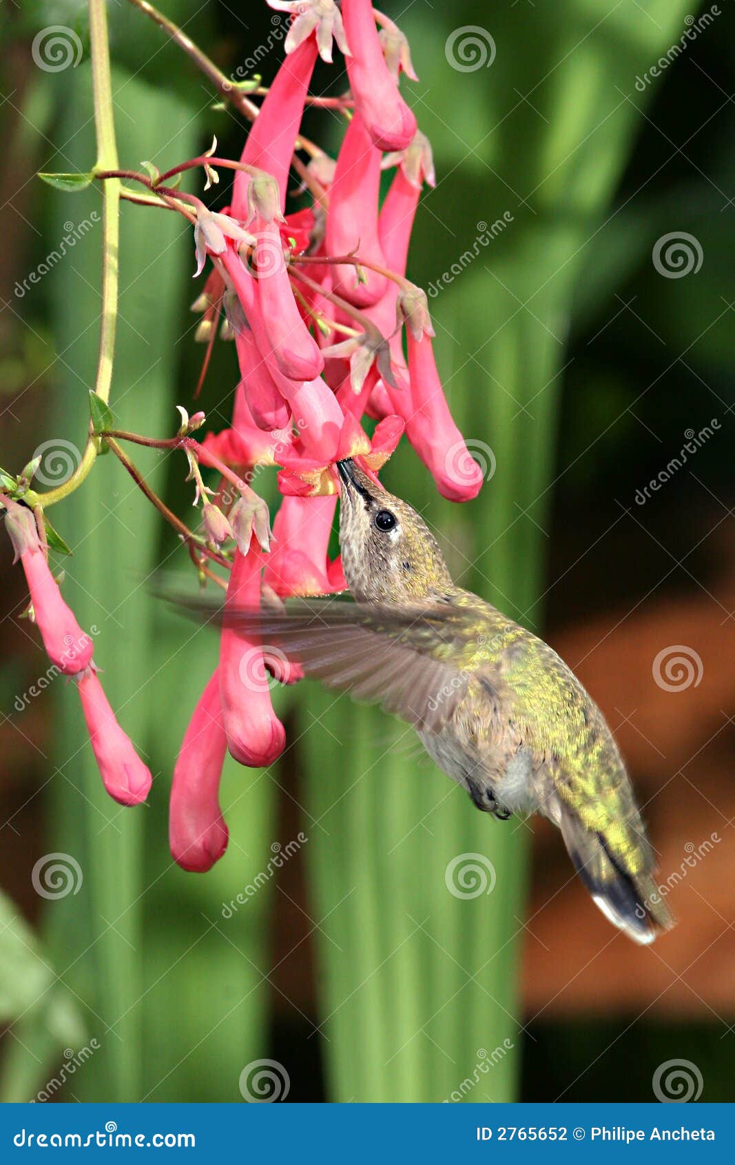 Female Rufous Hummingbird stock photo. Image of wings - 2765652