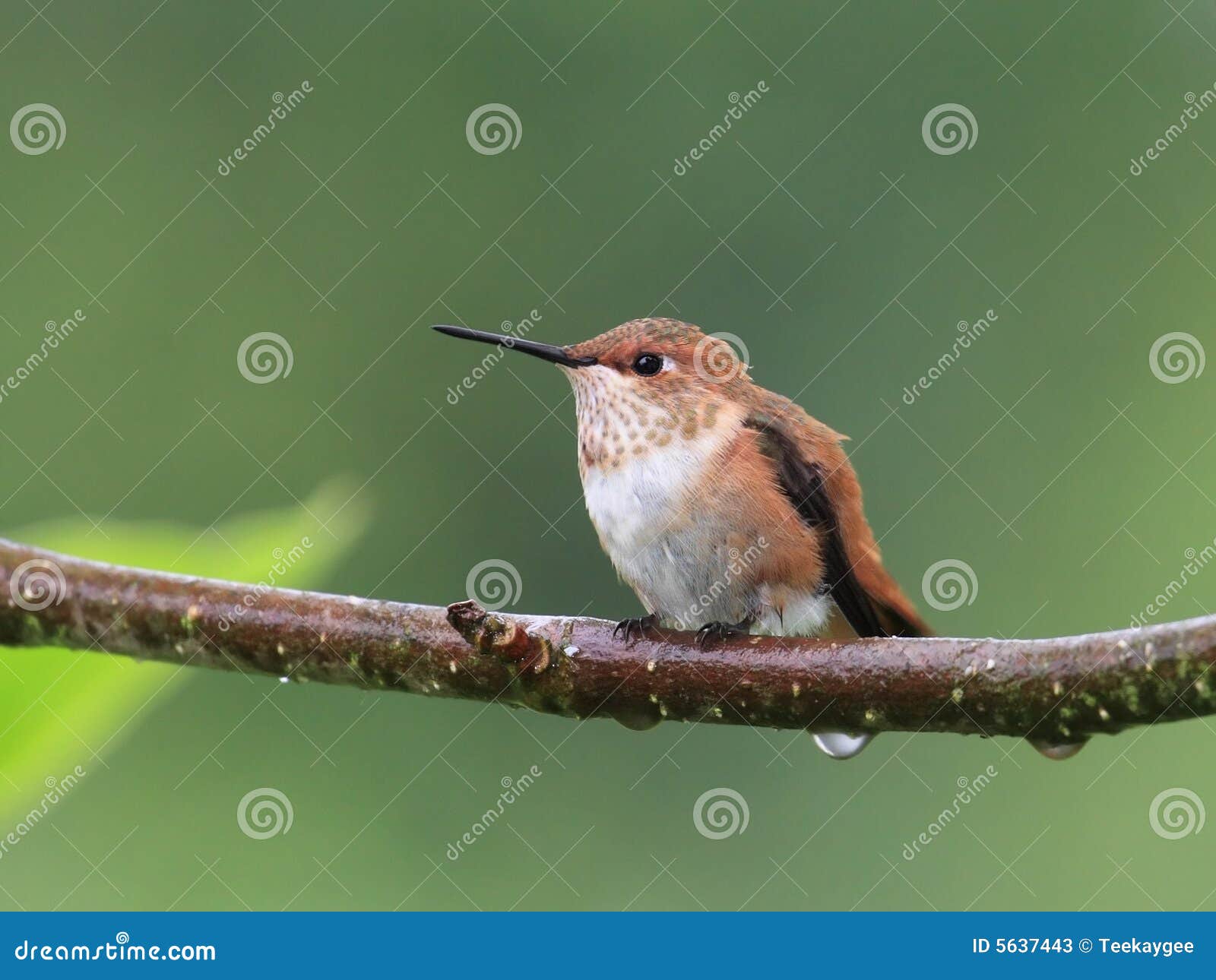Female rufous hummingbird stock image. Image of rain, resting - 5637443