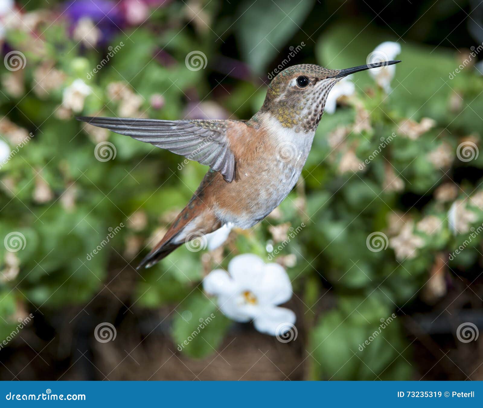 Female Rufous Hummingbird stock image. Image of movement - 73235319