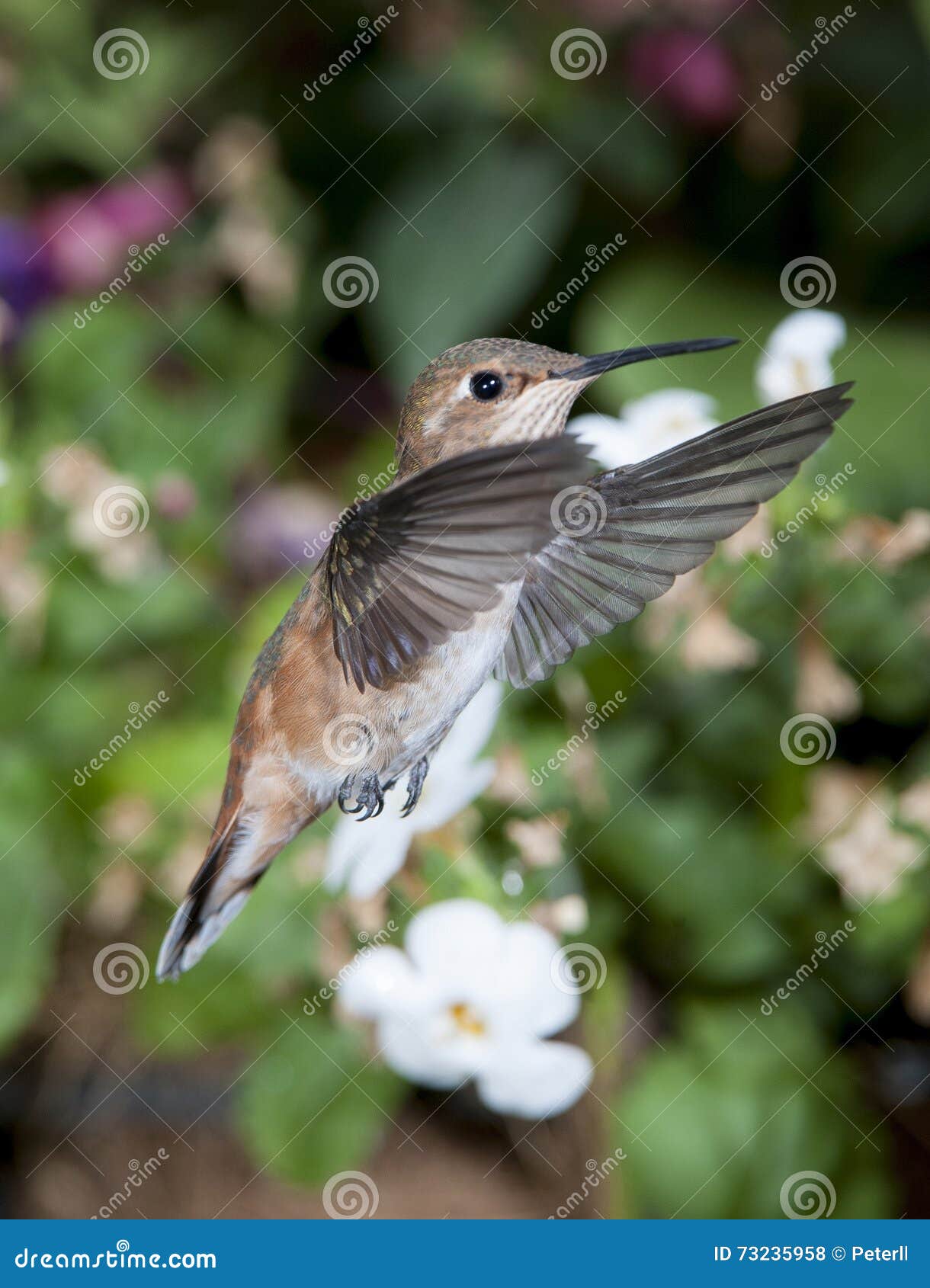 Female Rufous Hummingbird stock photo. Image of wild - 73235958