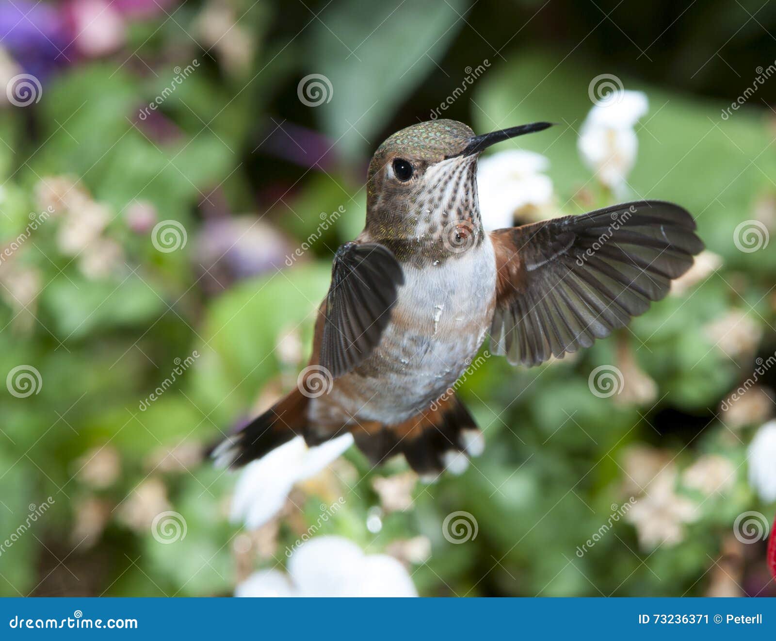 Female Rufous Hummingbird stock image. Image of movement - 73236371