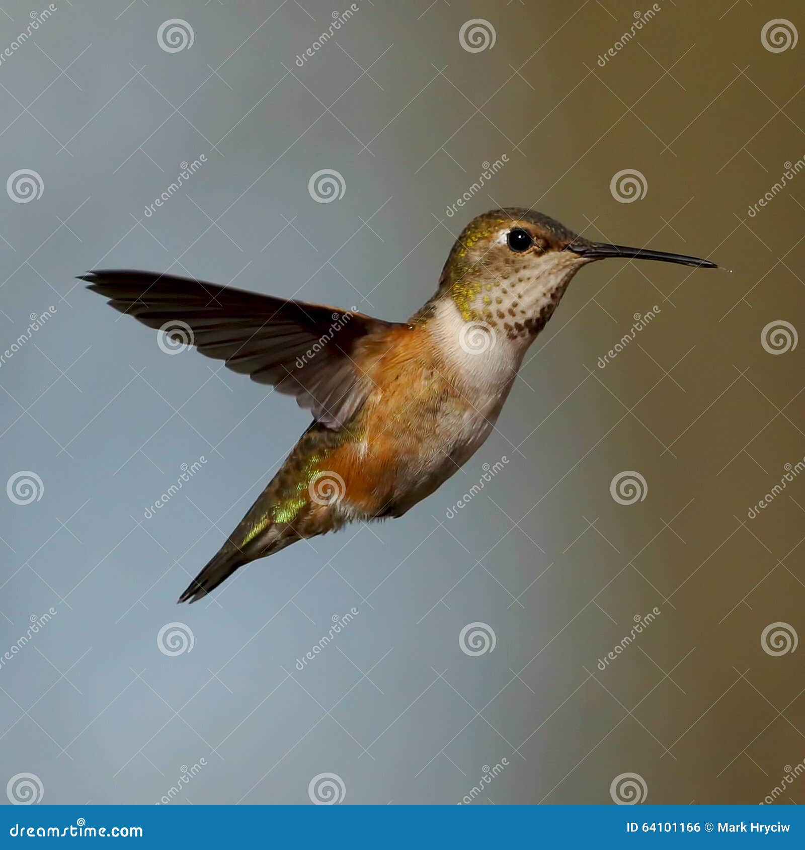 Female Rufous Hummingbird stock photo. Image of wings - 64101166