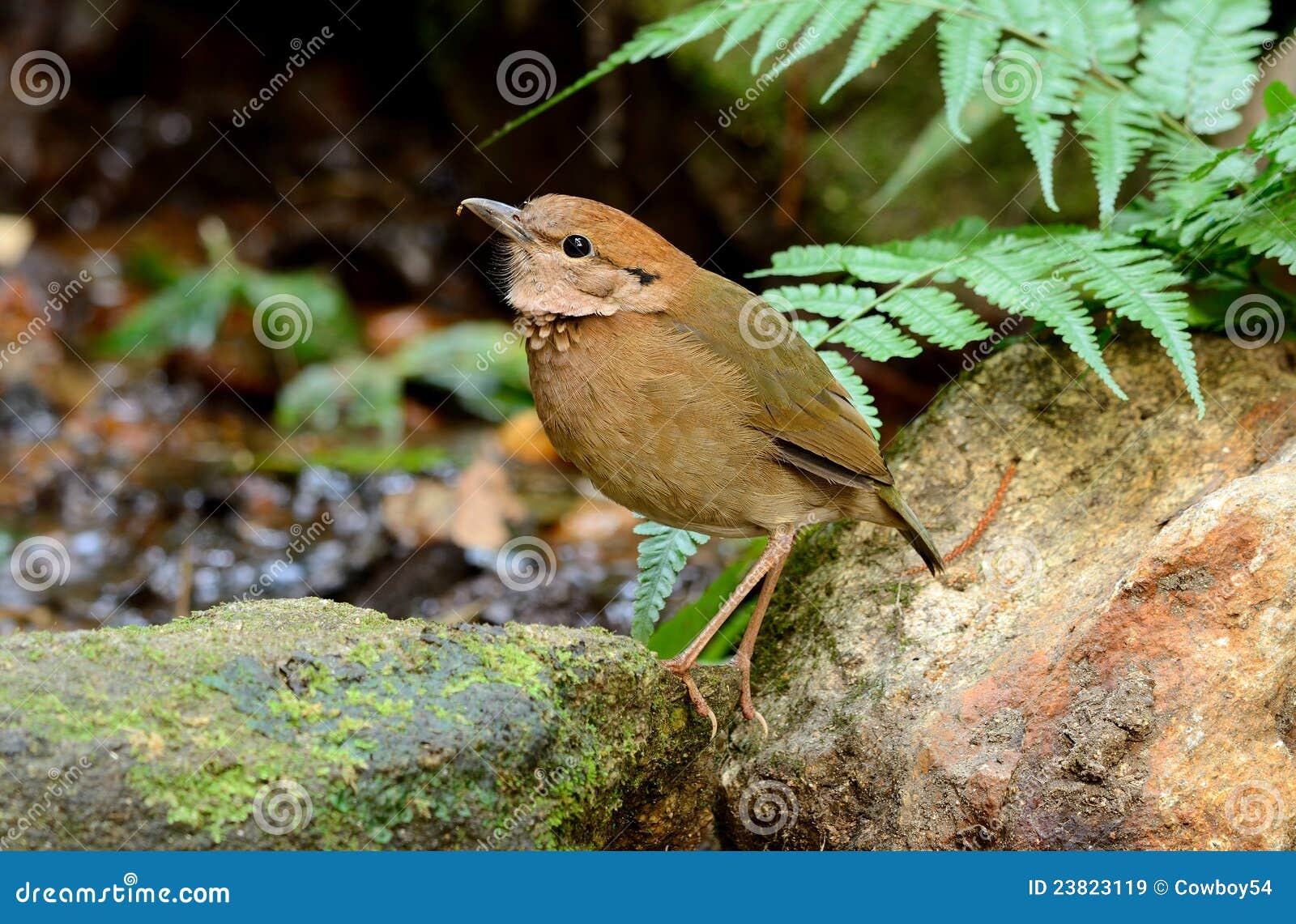Female rusty-naped pitta stock image. Image of feather - 23823119