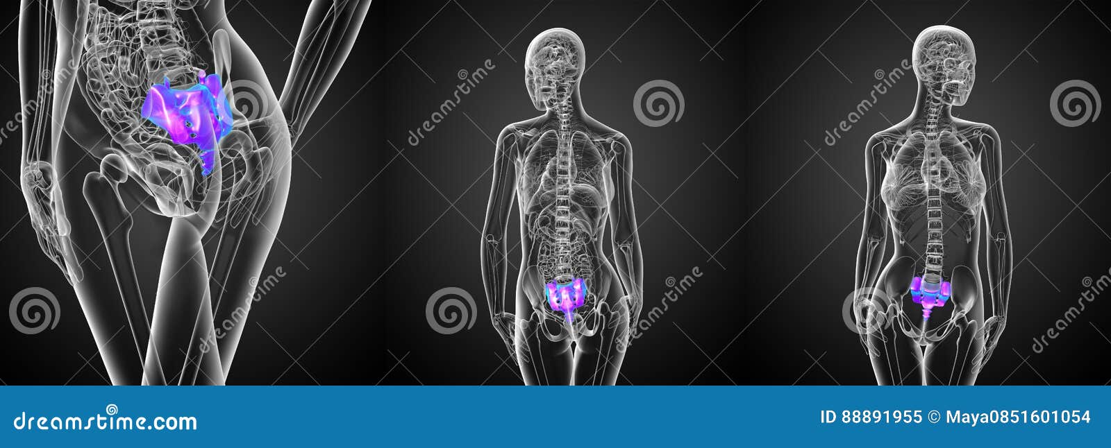 Female sacrum bone stock illustration. Illustration of intervertebral ...