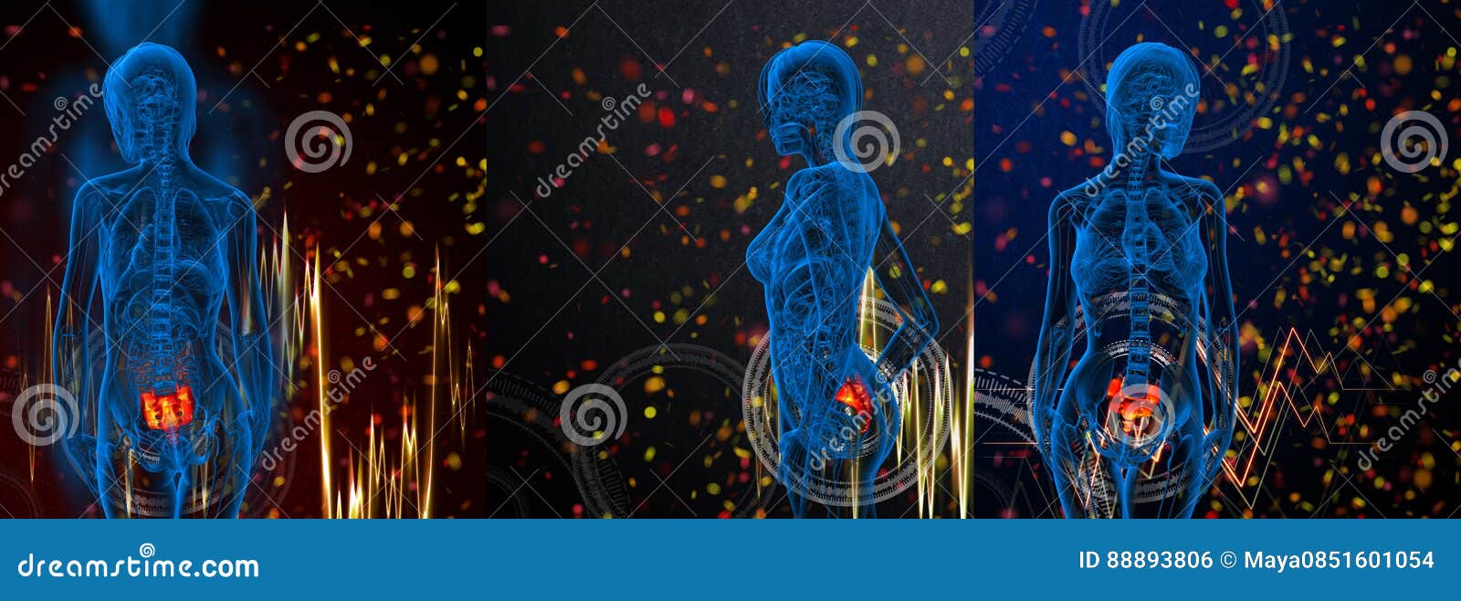 Female Hip / Sacrum / Pubis / Ischium / Ilium - Anatomy Bones Stock ...