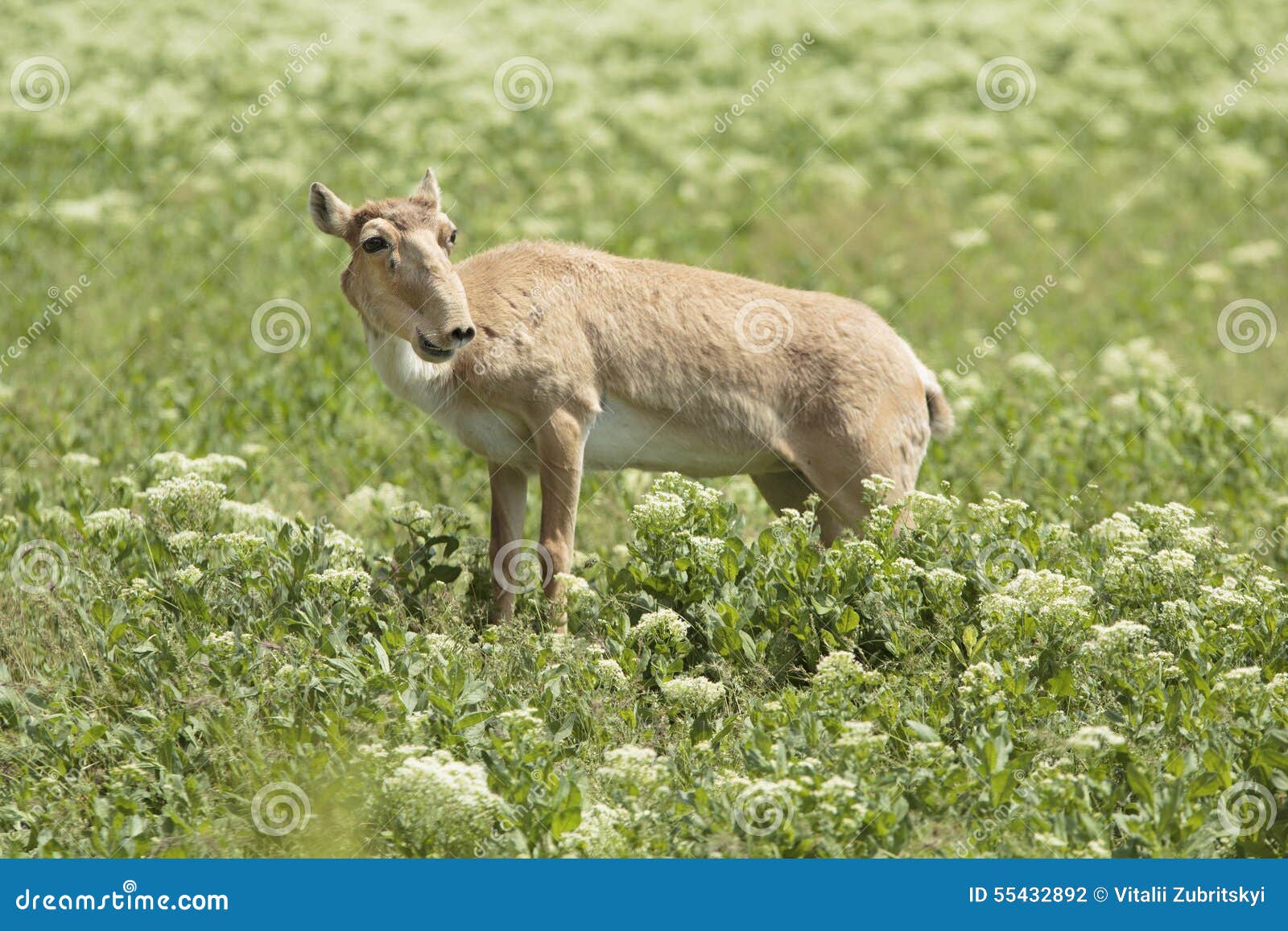 Female Saiga stock photo. Image of nose, smile, steppe - 55432892