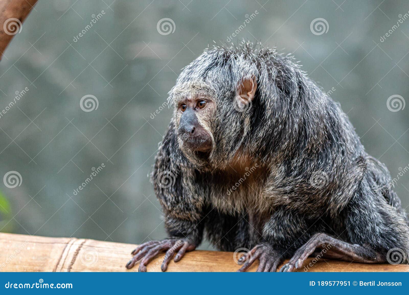 Female Saki Monkey at Furuvik Zoo Stock Image - Image of pithecia ...