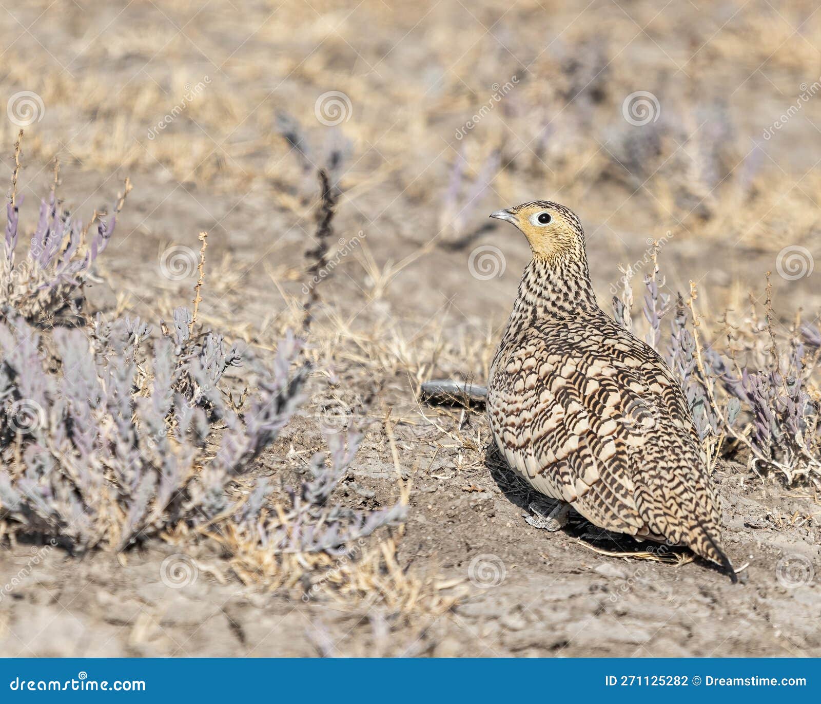 A Female Sand Grouse Looking Back Stock Photo - Image of nature, beach ...