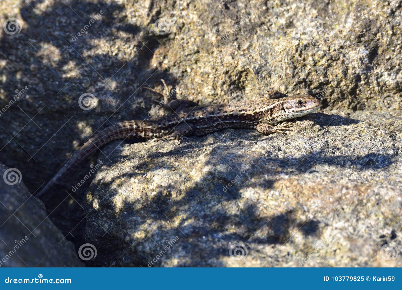 Female sand lizard stock image. Image of single, head - 103779825