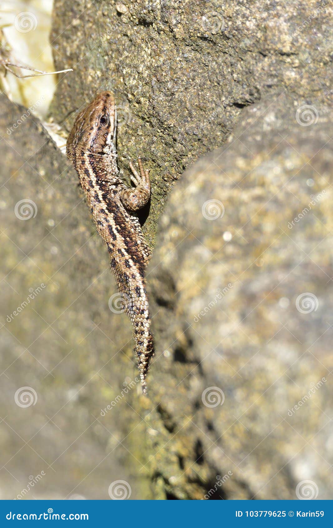 Female Of Sand Lizard Lacerta Agilis Isolated On White Stock Image ...