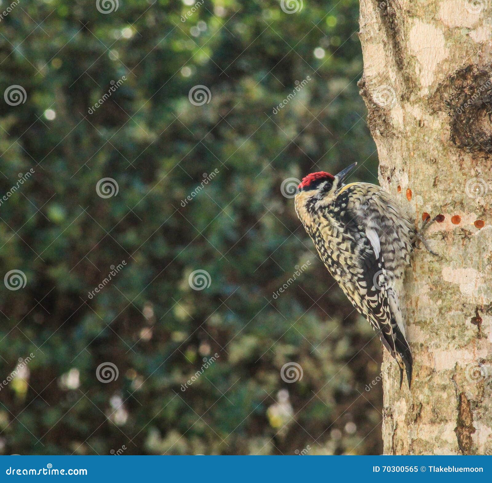 Female Sapsucker- Full stock image. Image of picidae - 70300565