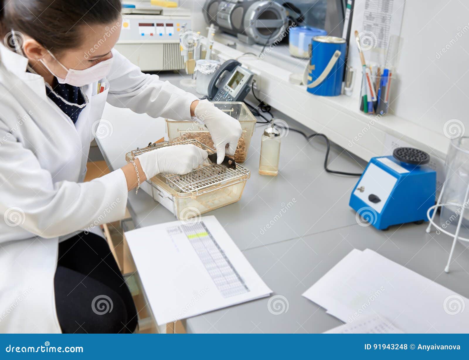 Female Scientists Handles Laboratory Mouse Stock Photo - Image of ...
