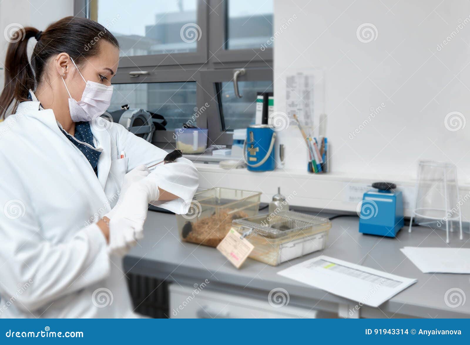 Female Scientists Handles Laboratory Mouse Stock Photo - Image of ...