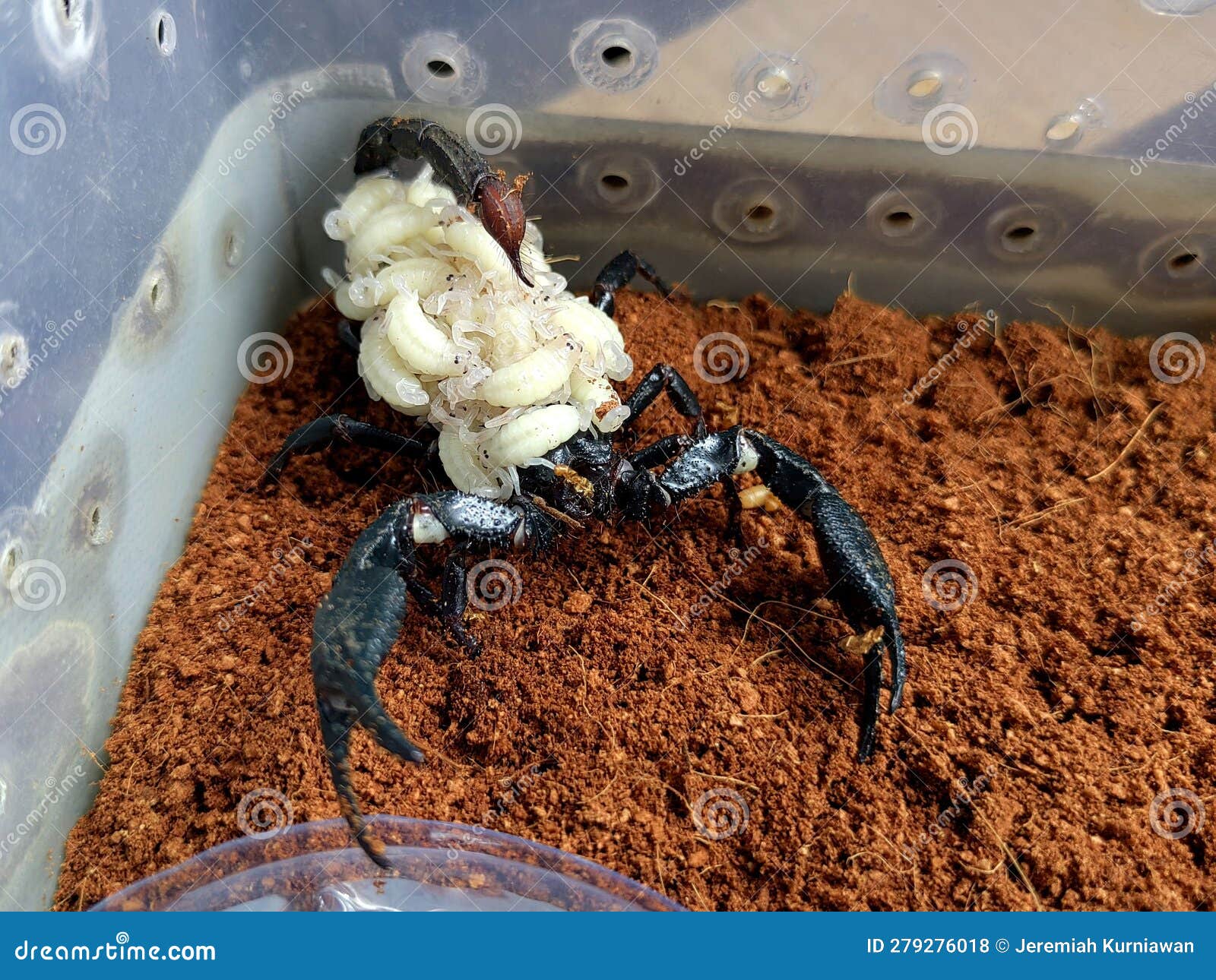 Female Scorpion With The Newborn On Back, Giant Forest Scorpion Species ...