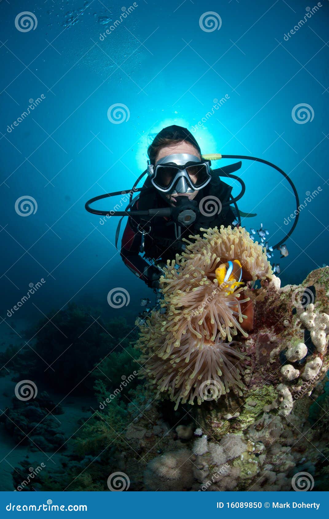 Female Scuba Diver Observing Clown Fish Stock Photo - Image of reef ...